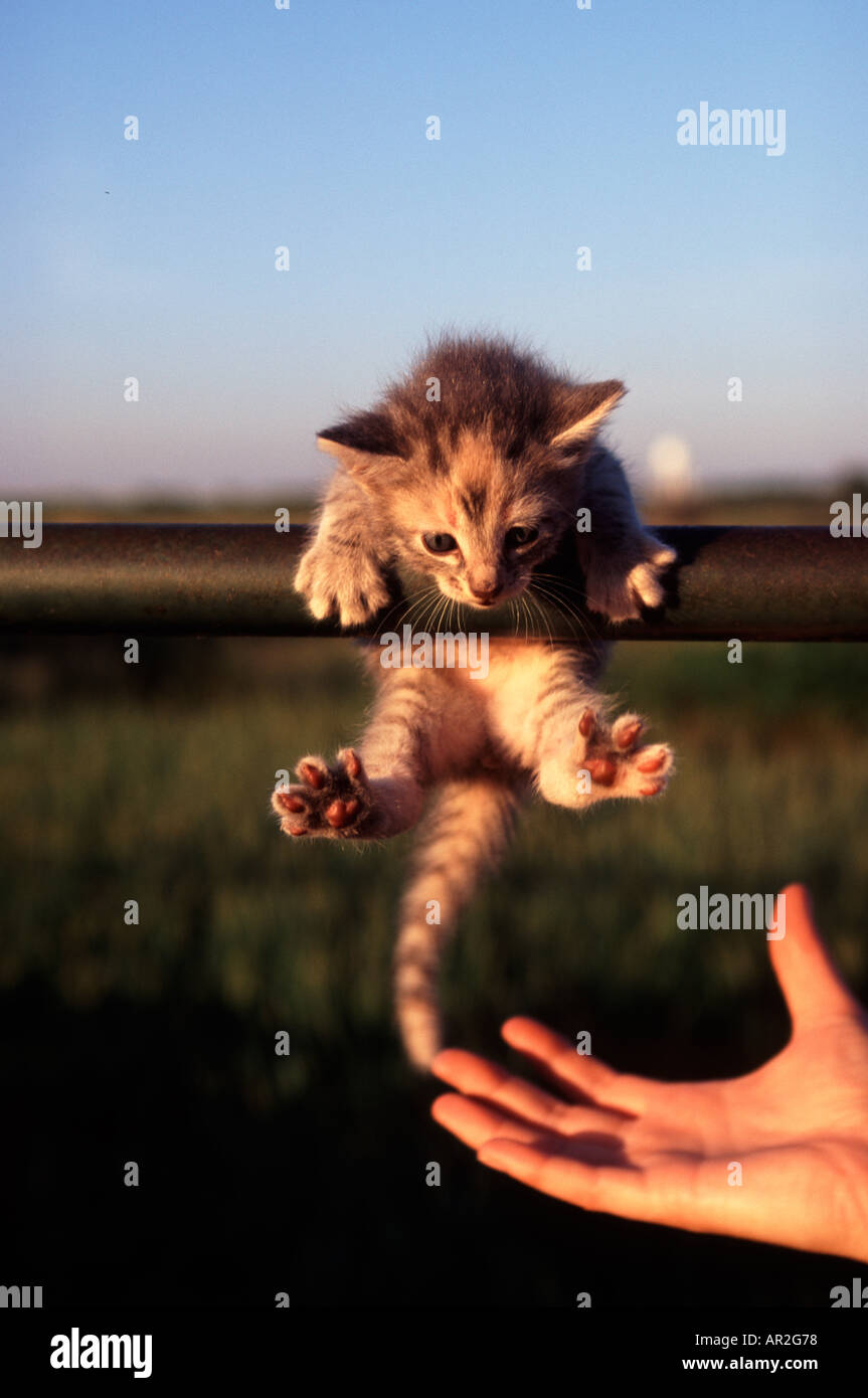 Very young kitten hanging on to rail trying not to fall down Hand ...