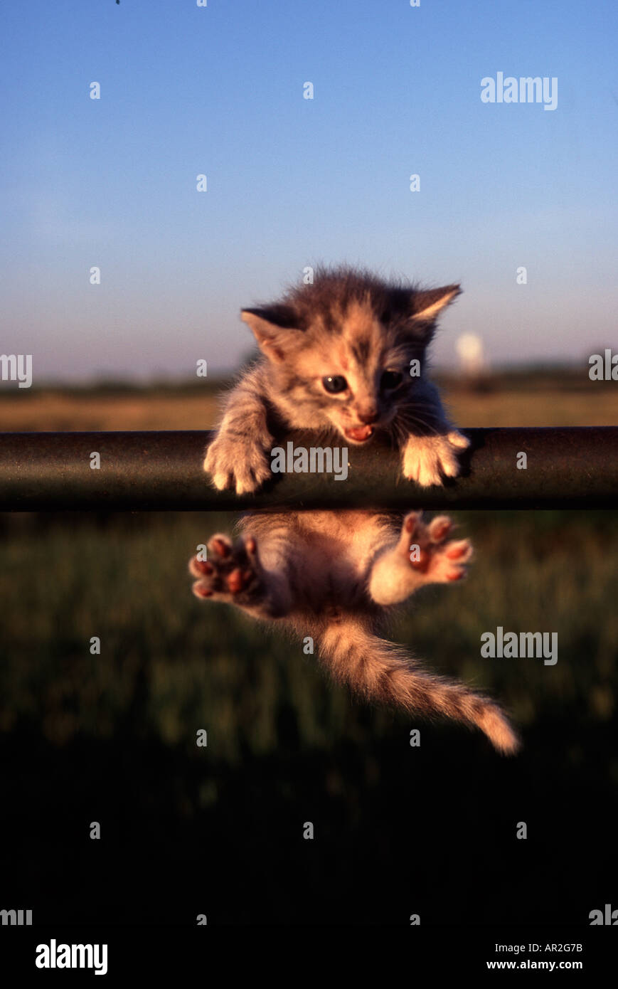 Falling cat hi-res stock photography and images - Alamy