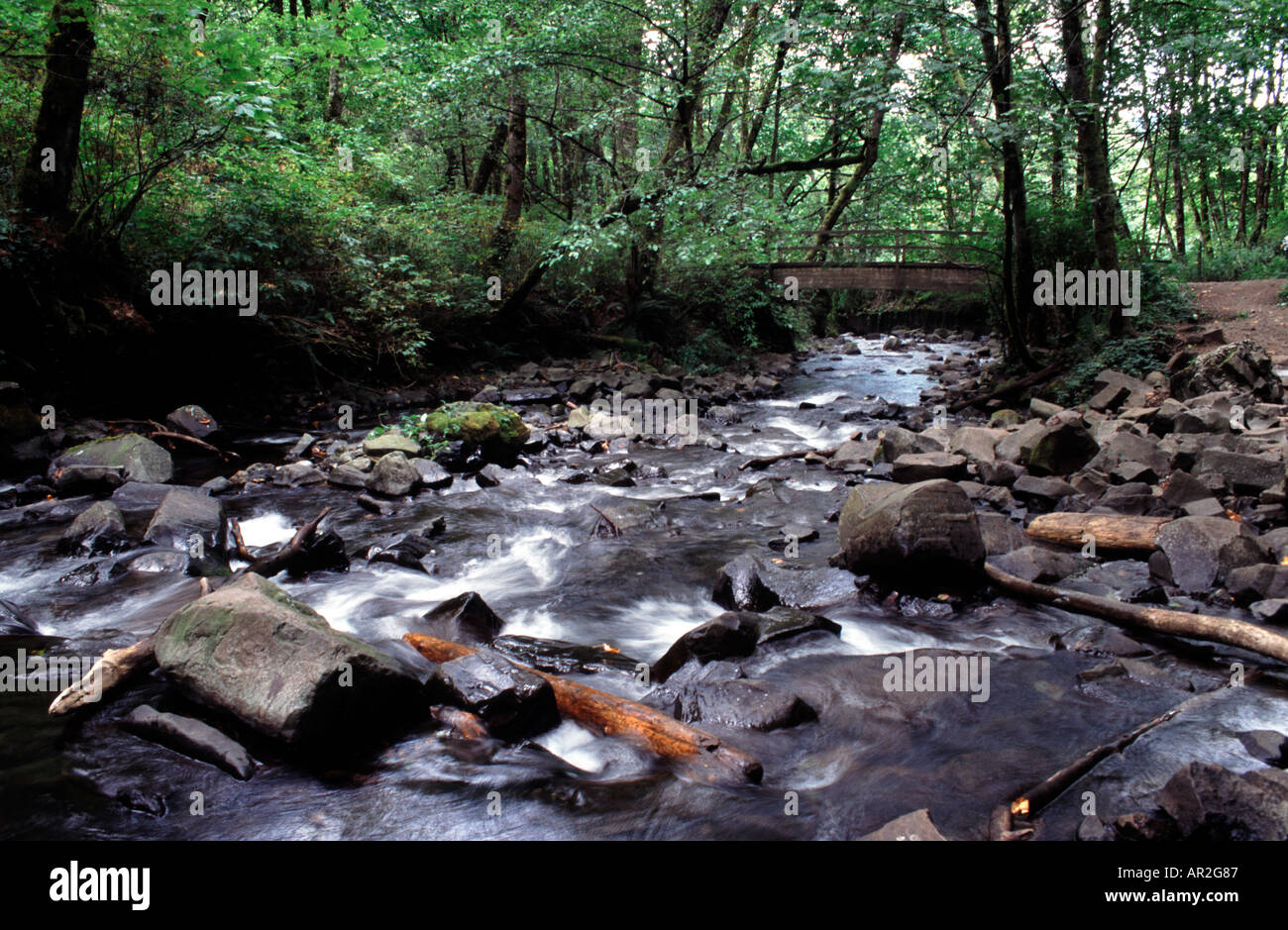 Brook in Oregon in the Columbia River Gorge Oregon USA Stock Photo - Alamy