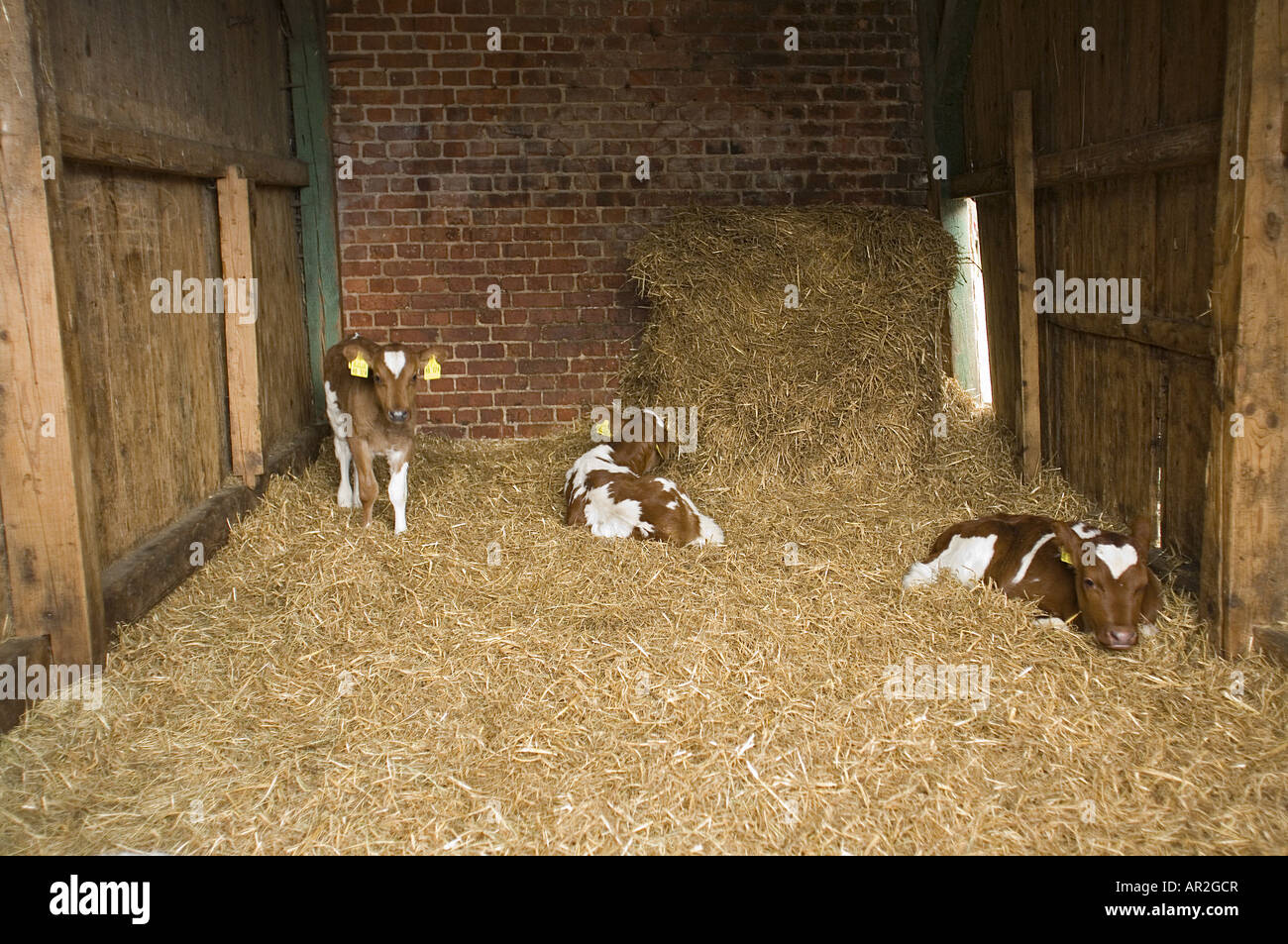 cattle - calves in hay Stock Photo - Alamy