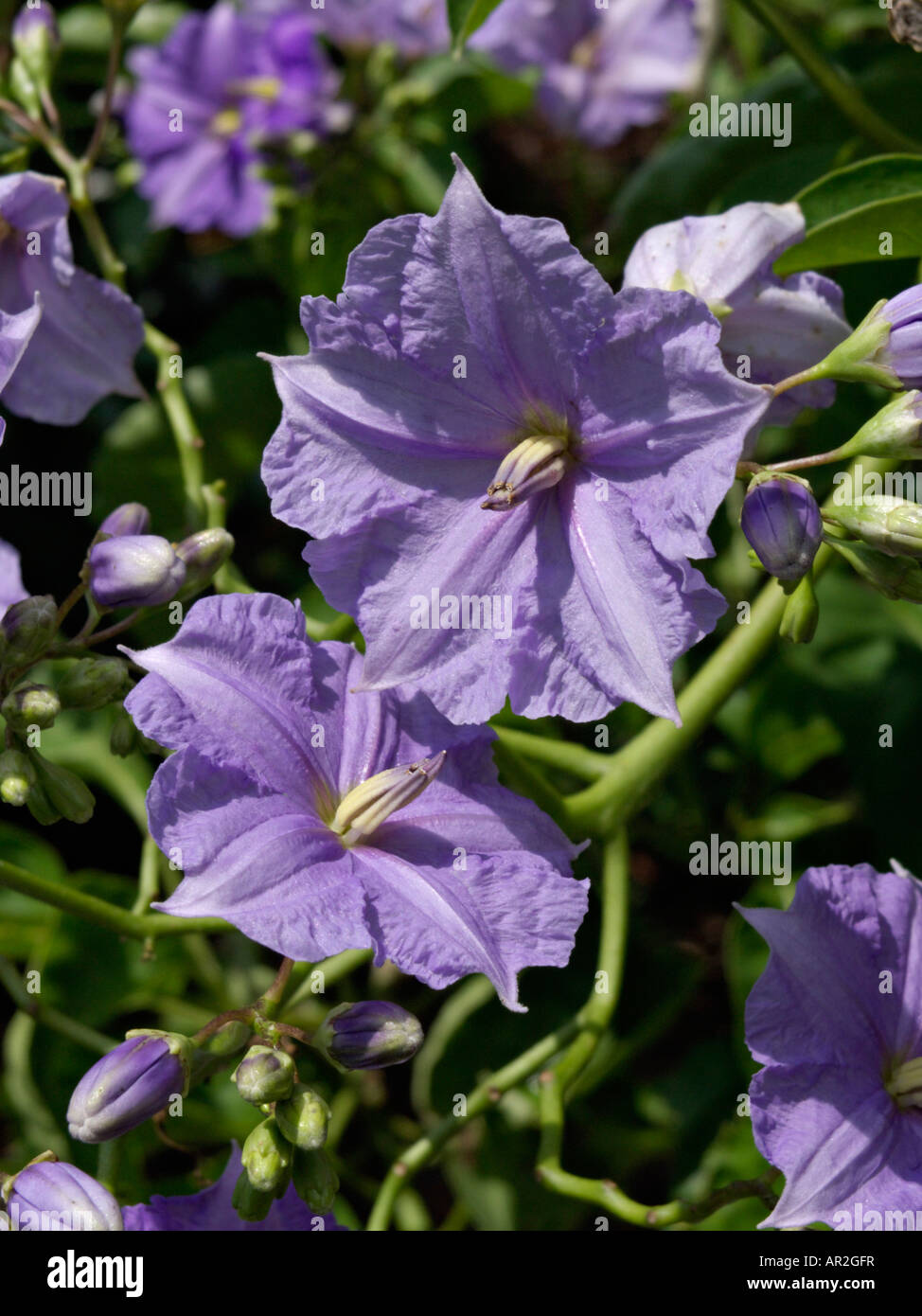 Costa rican nightshade hi-res stock photography and images - Alamy