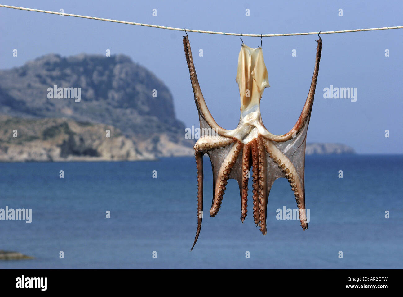 common octopus, common Atlantic octopus, common European octopus ...