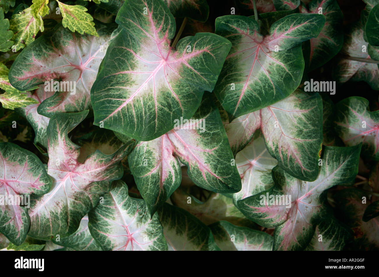 Caladium kathleen hi-res stock photography and images - Alamy