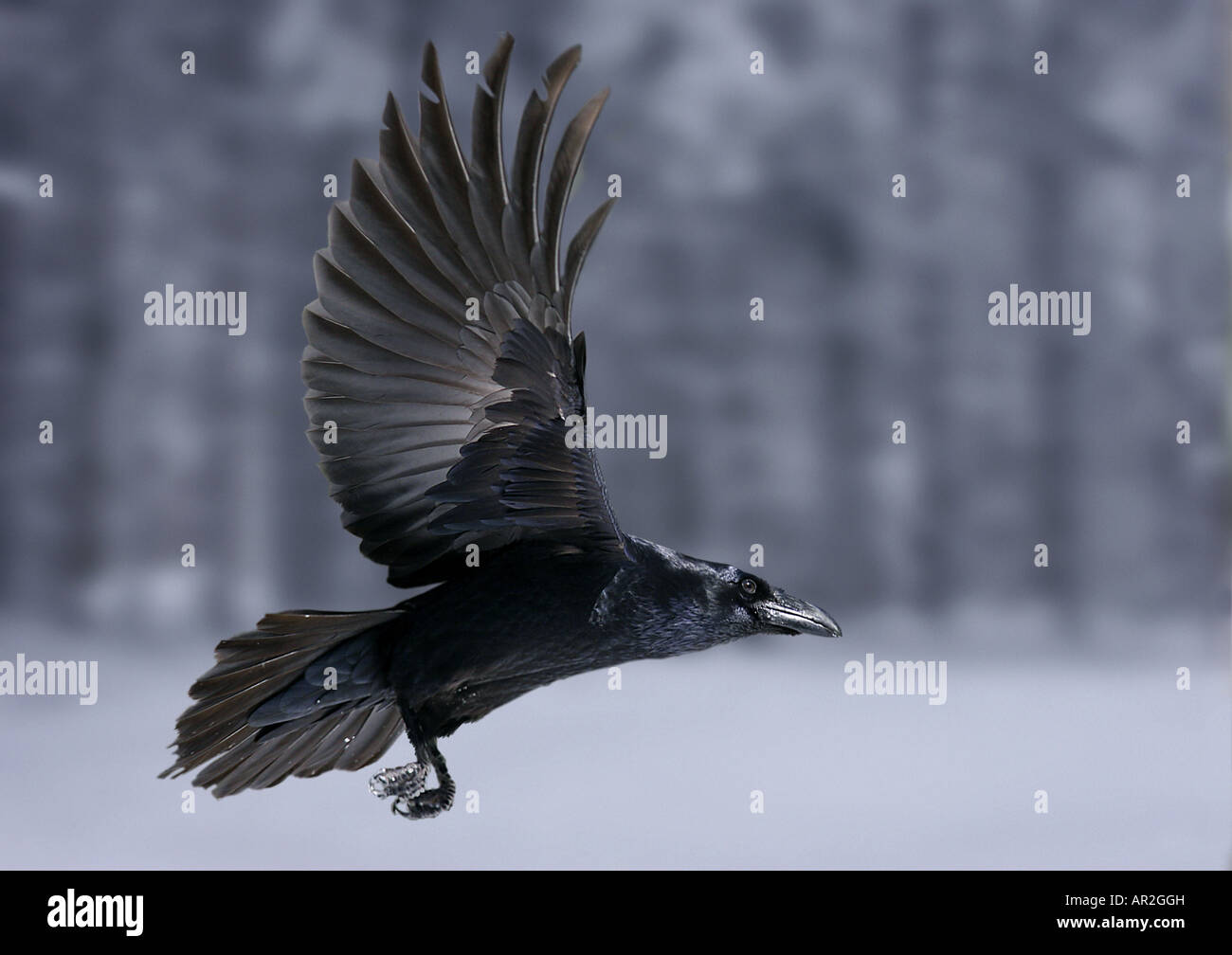 common raven (Corvus corax), flying Stock Photo - Alamy
