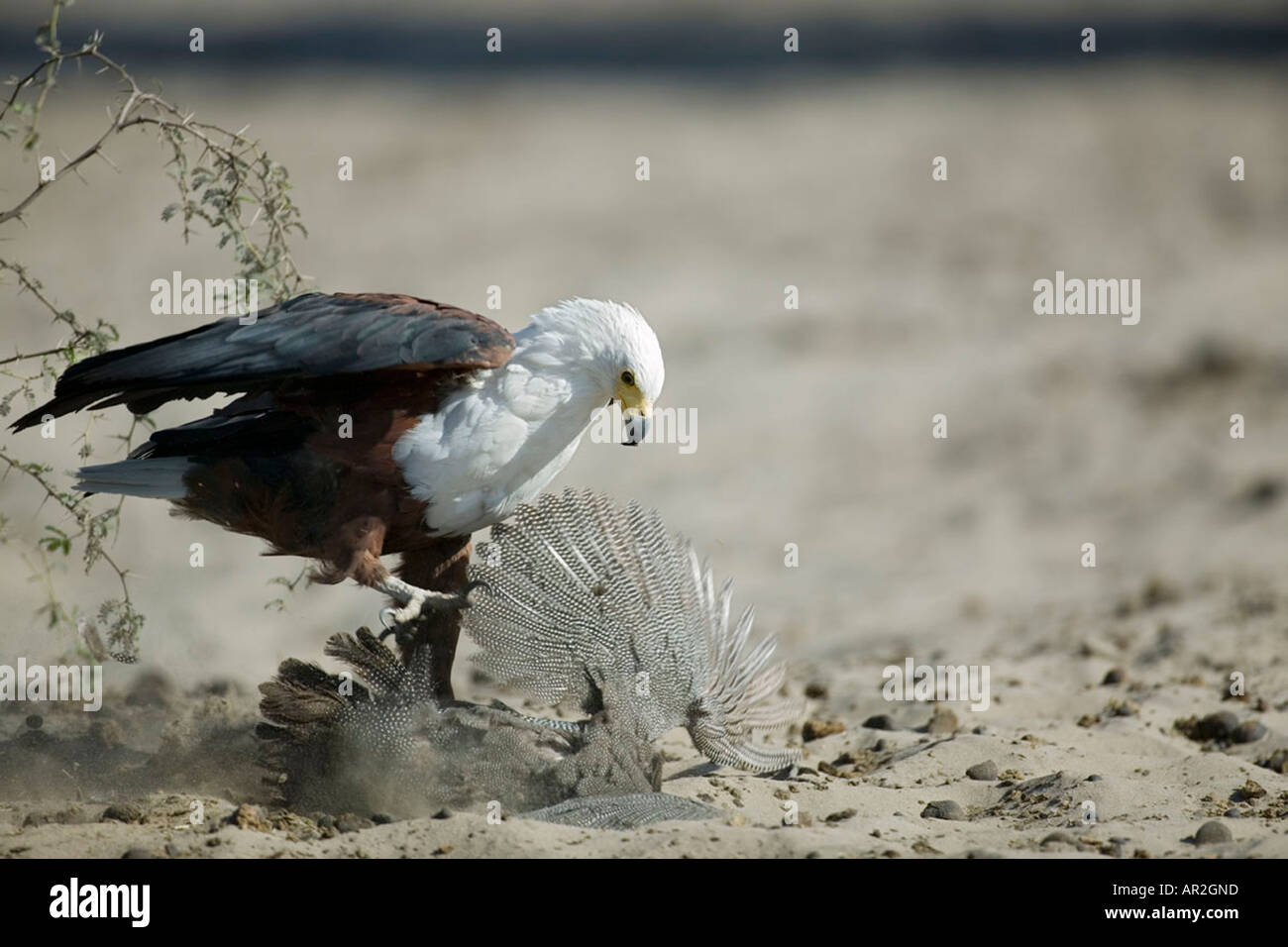 Close up image of african fish eagle haliaeetus vocifer hi-res stock ...