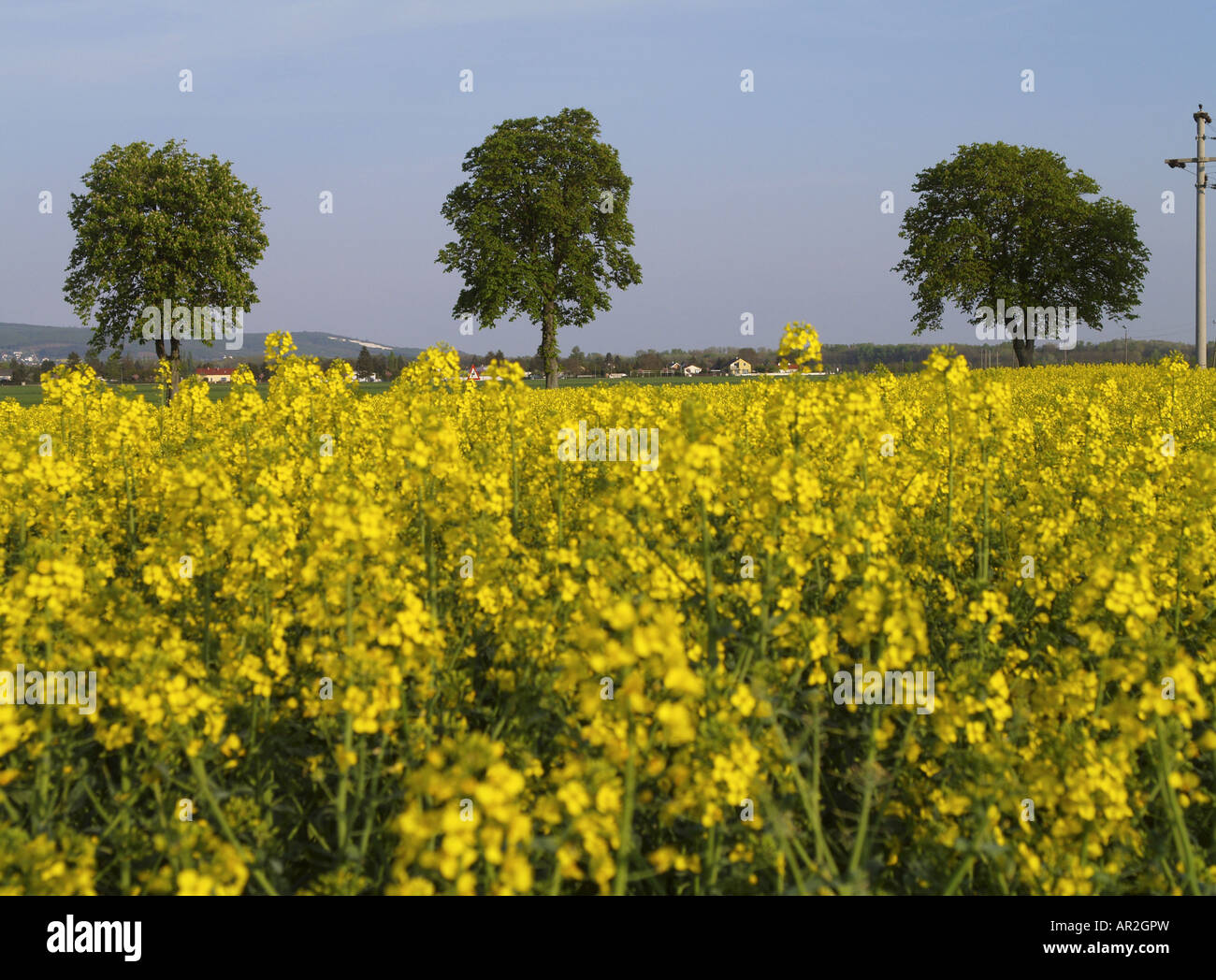 rape, turnip (Brassica napus), rape field, Austria, Nordoesterreich ...