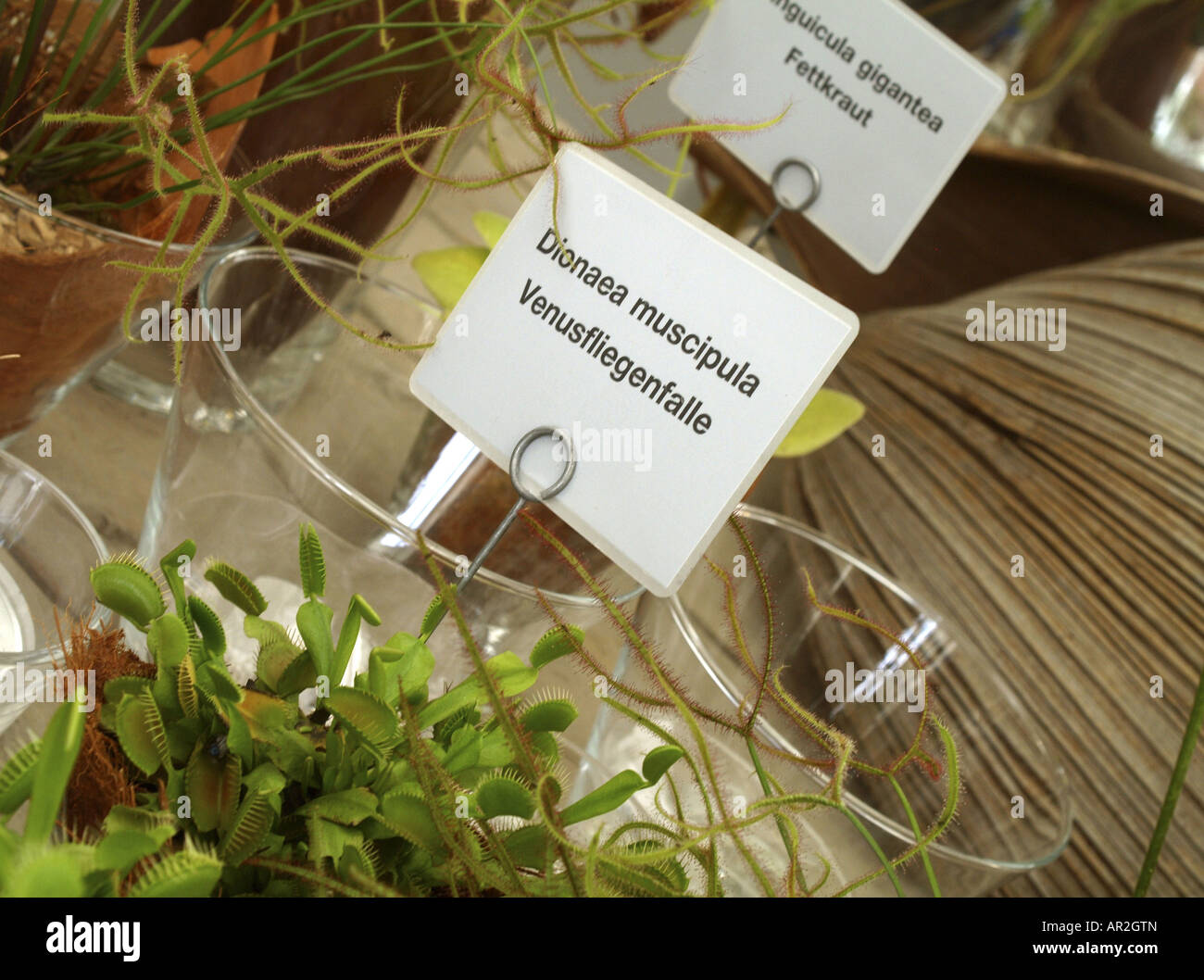 Venus flytrap (Dionaea muscipula), pot plant with name tag Stock Photo ...