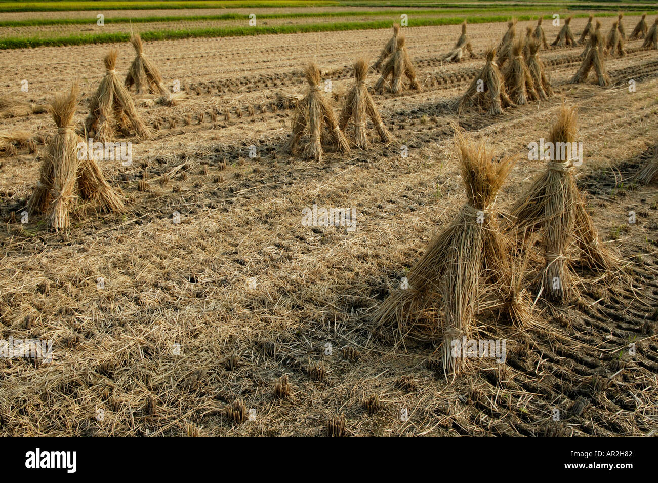 "Rice drying in traditional bundles after harvest in Japan Stock Photo ...