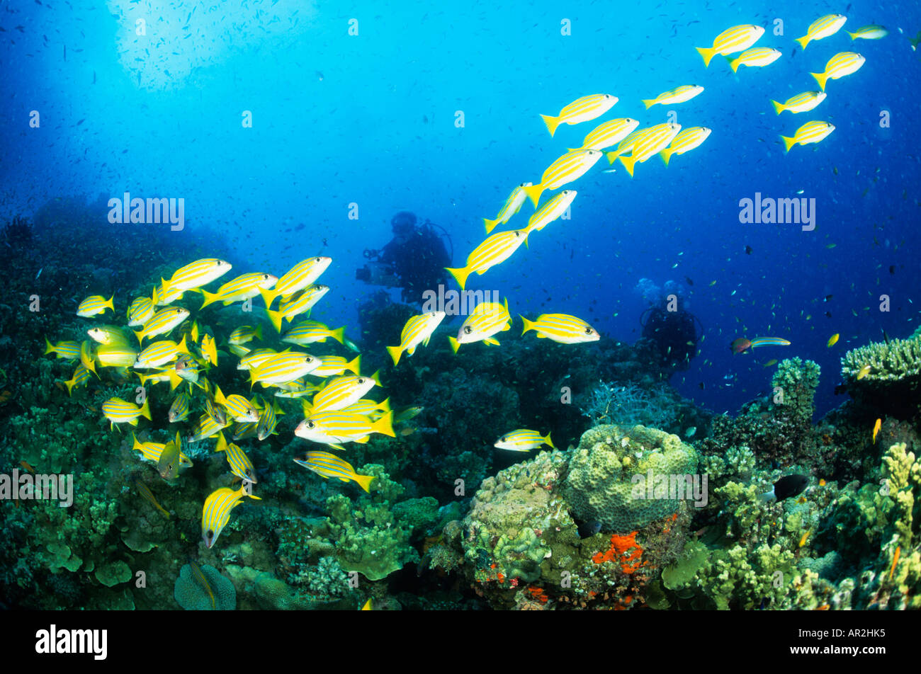 Filmer, reef, fish, Ribbon Reefs, Great Barrier Reef Queensland ...