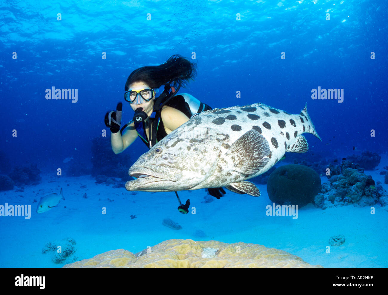Large fish with diver, Cod Hole, Great Barrier Reef Queensland ...