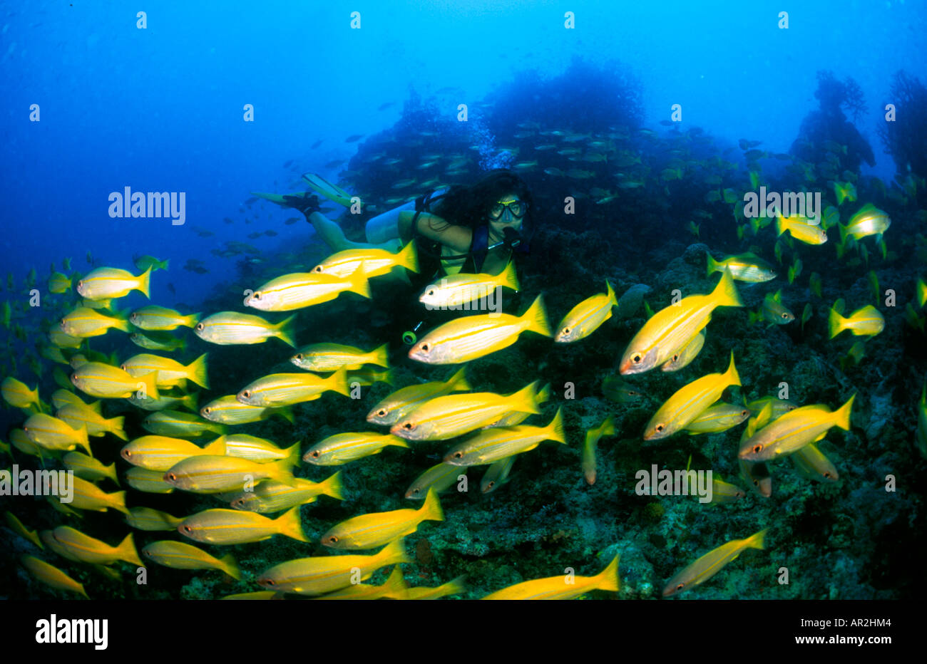 School of fish, diver, Ribbon Reefs, Great Barreir Reef Queensland ...