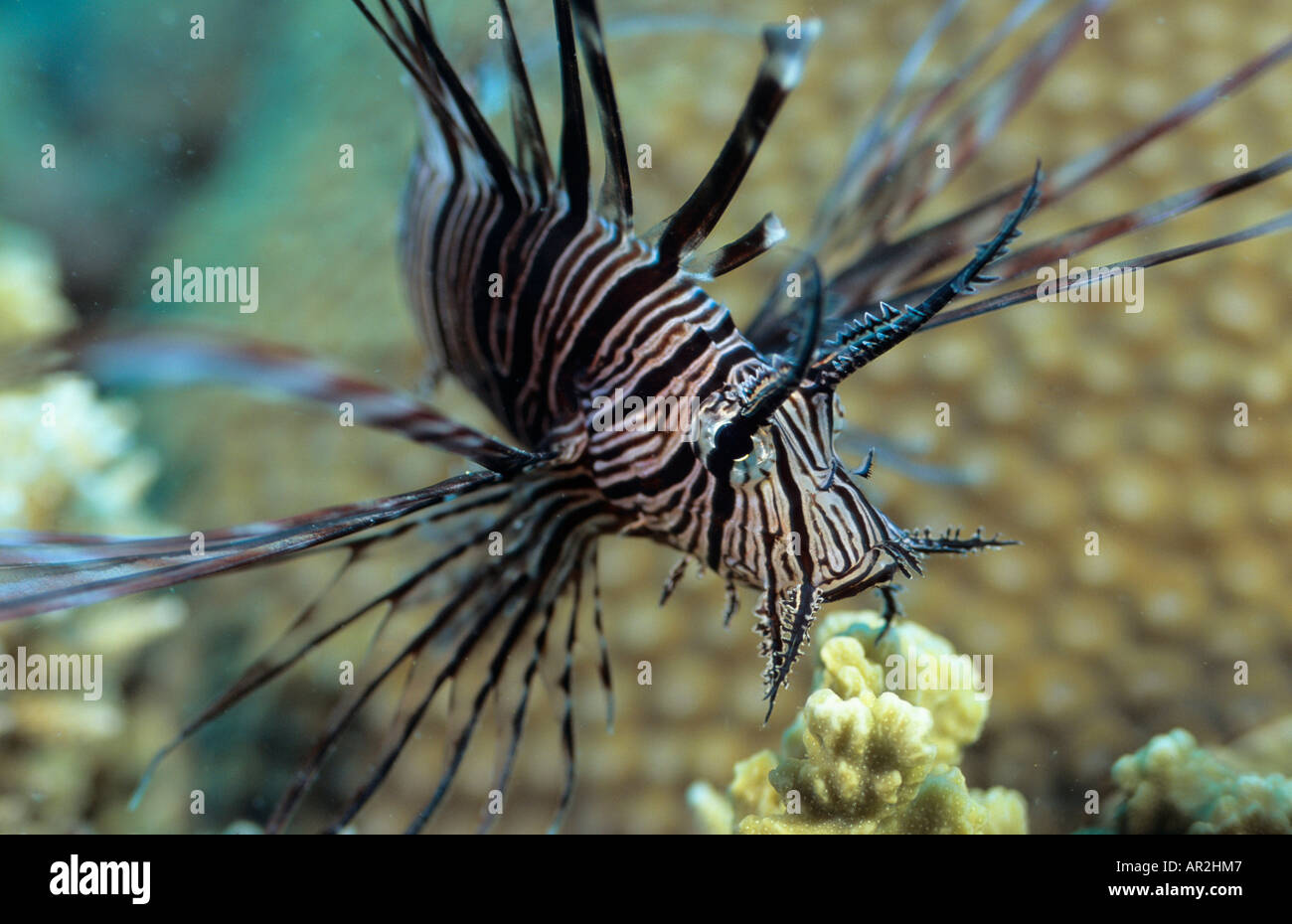 Lionfish, Firefish, Ribbon Reefs, Great Barrier Reef Queensland ...
