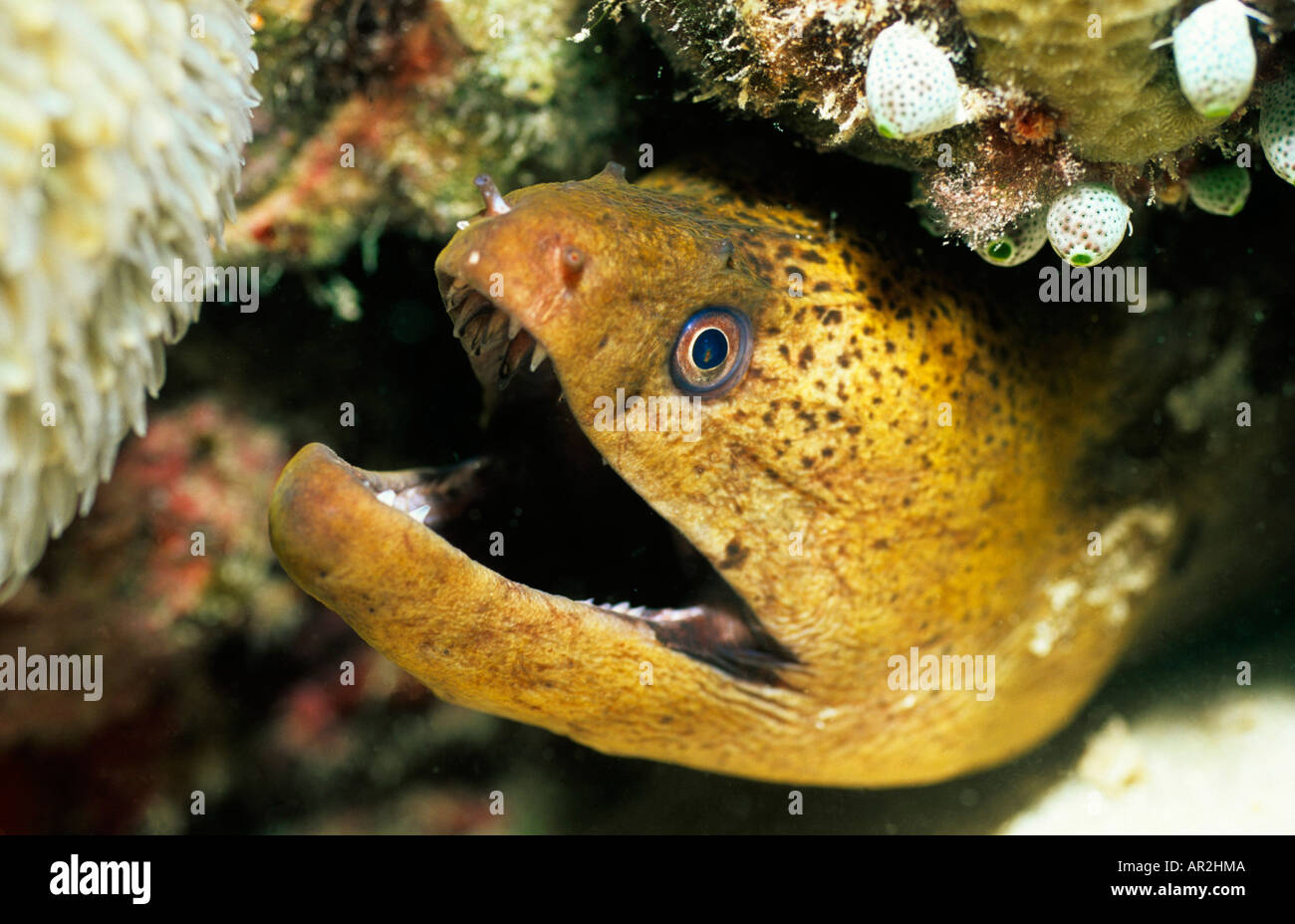 Moray Eel, Ribbon Reefs, Great Barrier Reef Queensland, Australia Stock ...