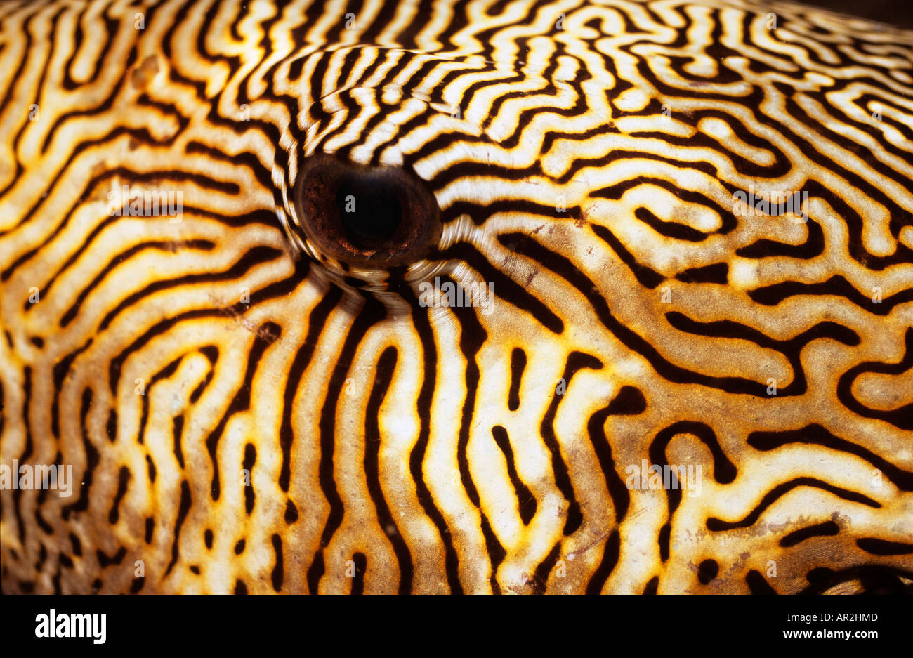 Pufferfish, Eye, Ribbon Reefs, Great Barrier Reef Queensland, Australia ...