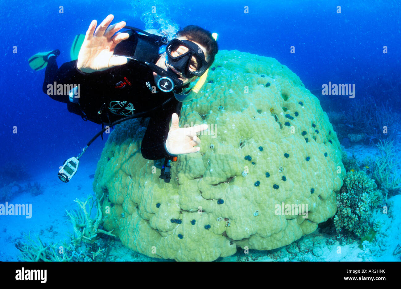 Diver okay, Cod hole, Great Barrier Reef Queensland, Australia Stock ...