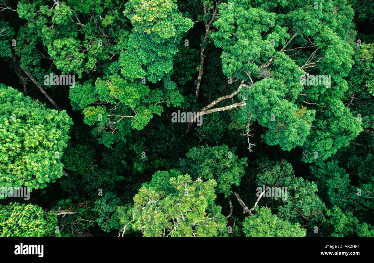 Aerial view of tree tops of the rainforest, Cairns, Daintree National ...