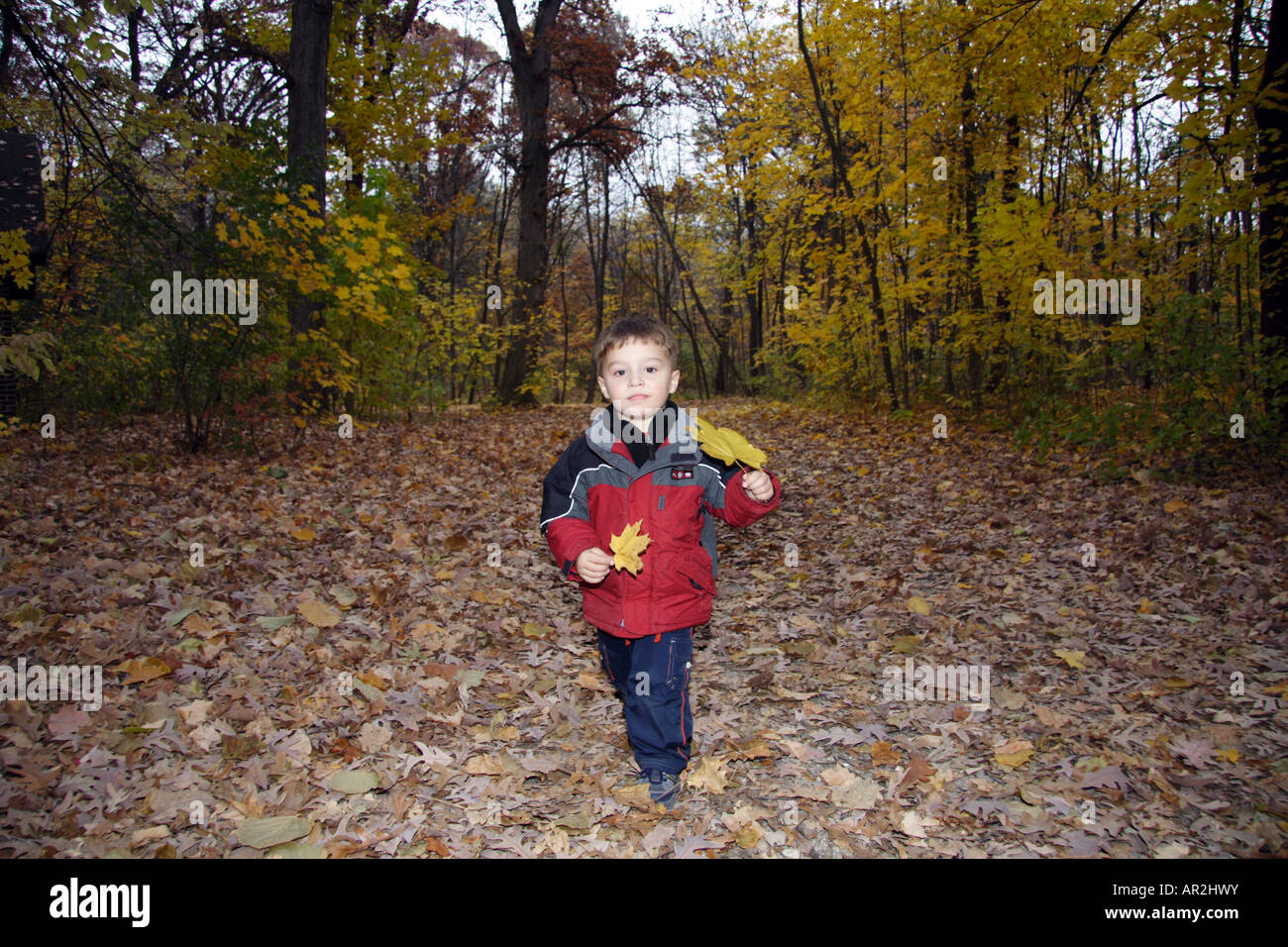 Boy is walking in the forest at Seager Park, Naperville Stock Photo - Alamy