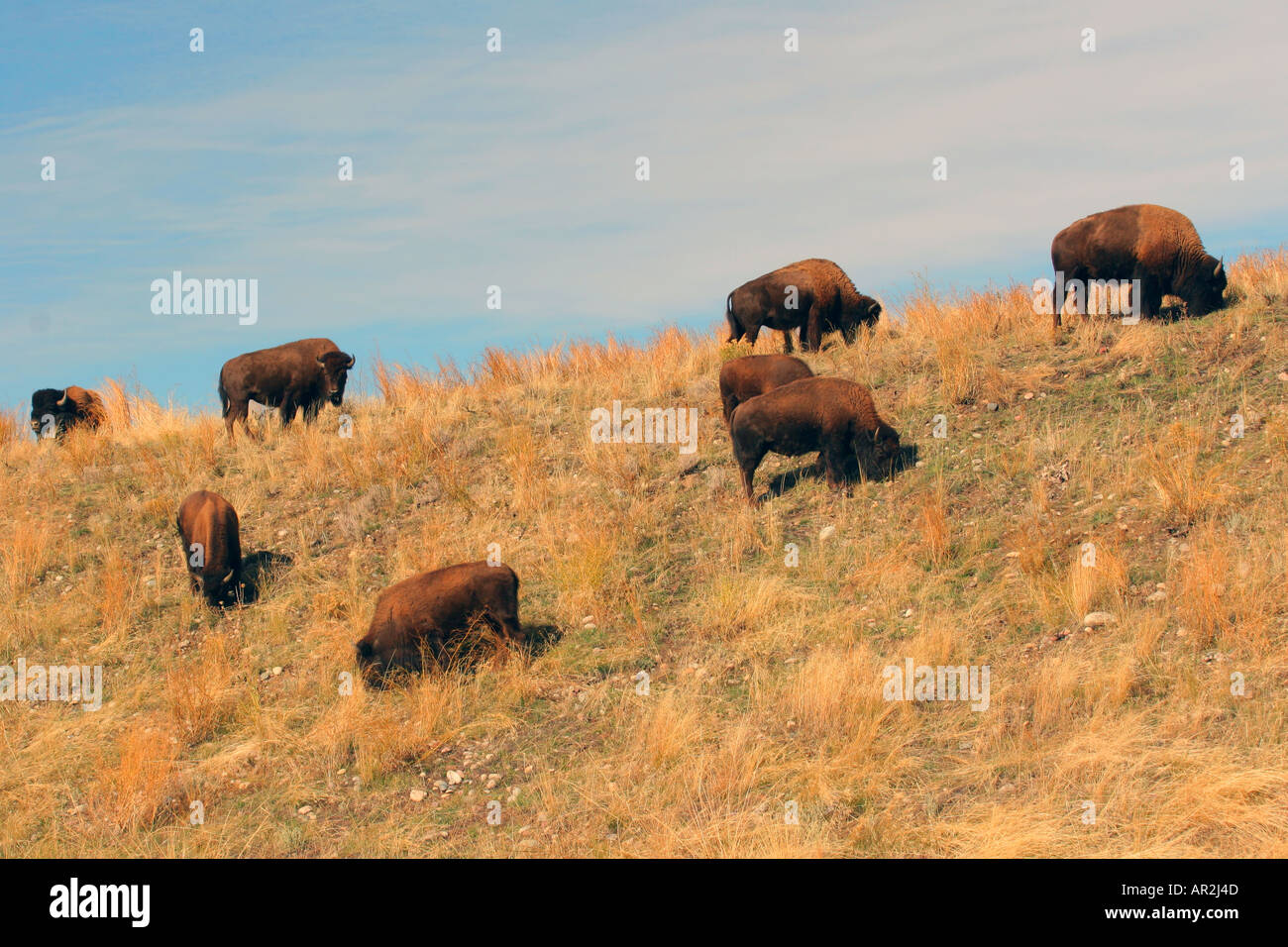 Jackson hole bison herd hi-res stock photography and images - Alamy