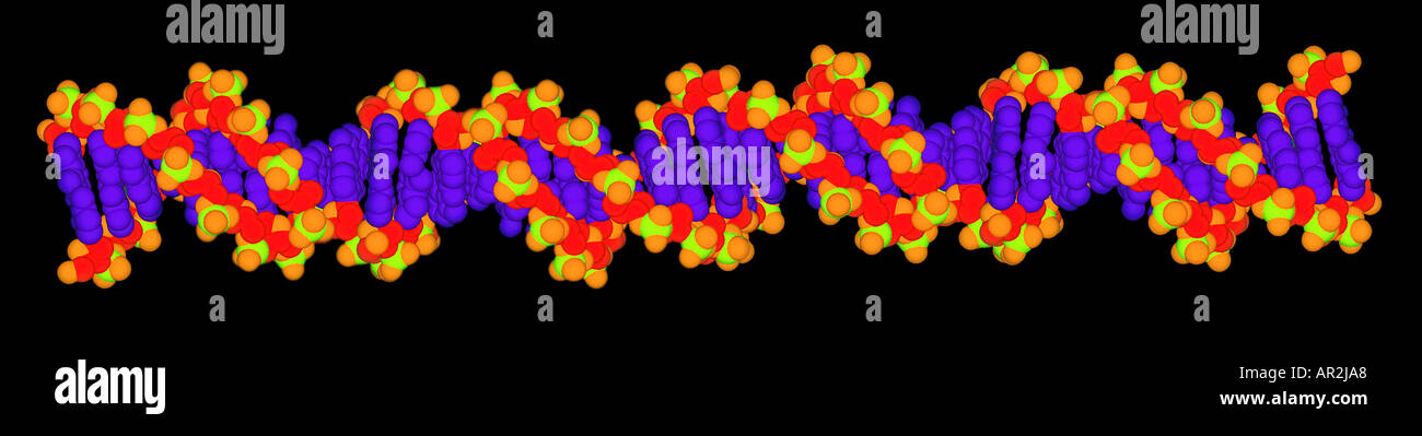 molecular model of a DNA molecule showing the base pairs in blue and ...