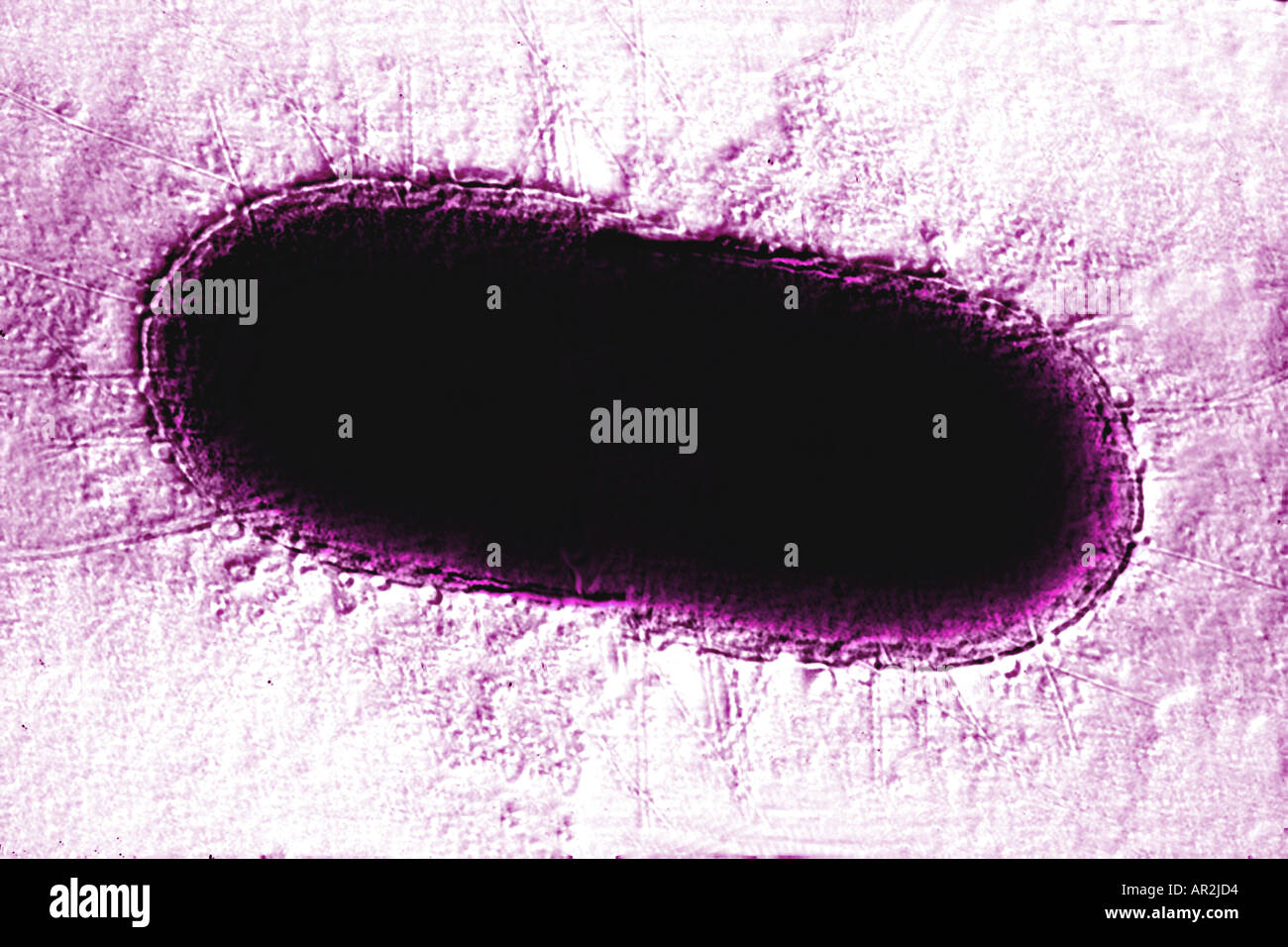 Toxigenic E coli bacterium Electron microscope image Stock Photo - Alamy