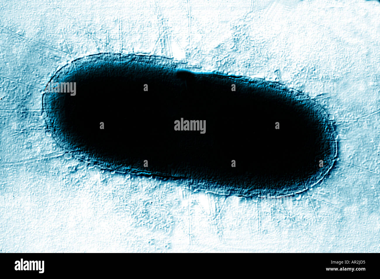 Toxigenic E coli bacterium Electron microscope image Stock Photo - Alamy