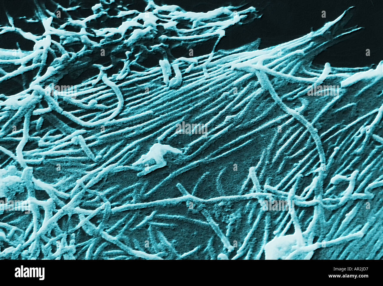 Scanning transmission electron microscope hi-res stock photography and ...