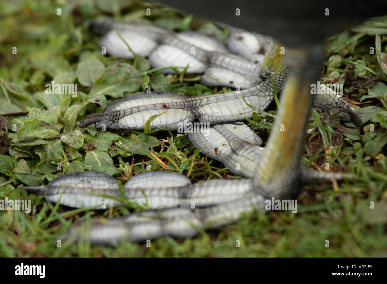Close up of an adult Coot's (Fulica atra) feet Stock Photo - Alamy