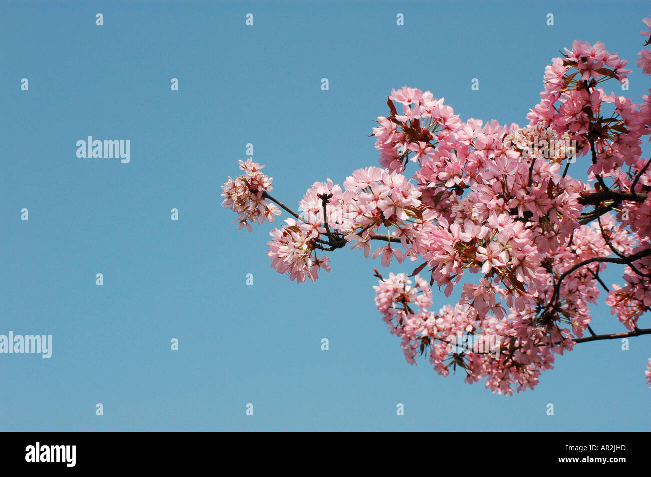 Pink blossom on a cherry tree Stock Photo - Alamy