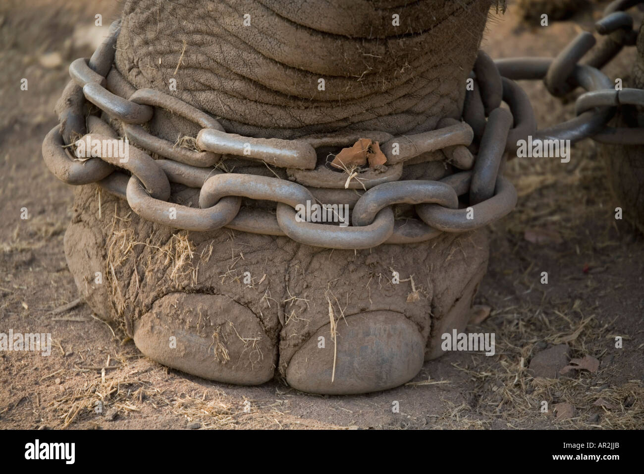 Elephant s feet chained together Stock Photo - Alamy