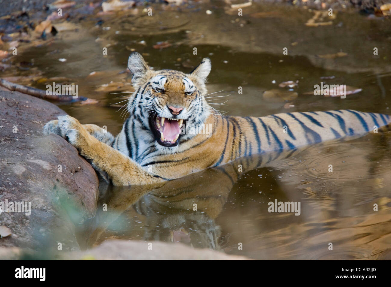 Tiger lying down in water and snarling Stock Photo - Alamy