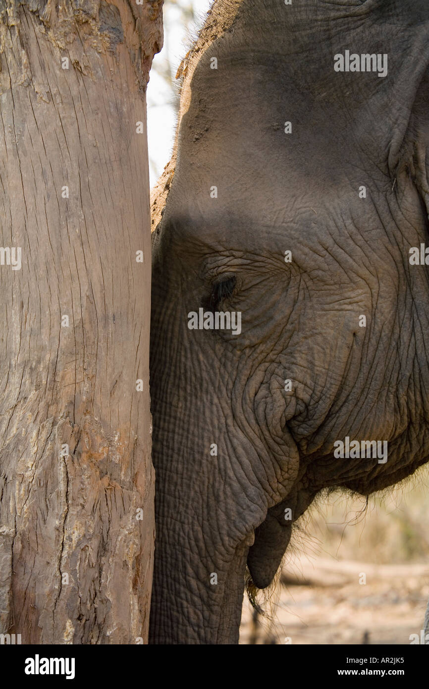 Elephant leaning against tree Stock Photo - Alamy