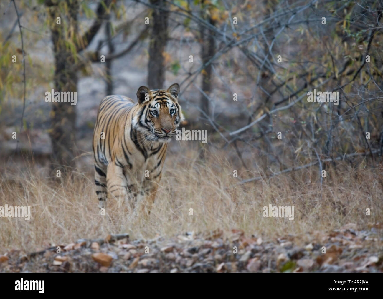 Tiger standing in grass Stock Photo - Alamy
