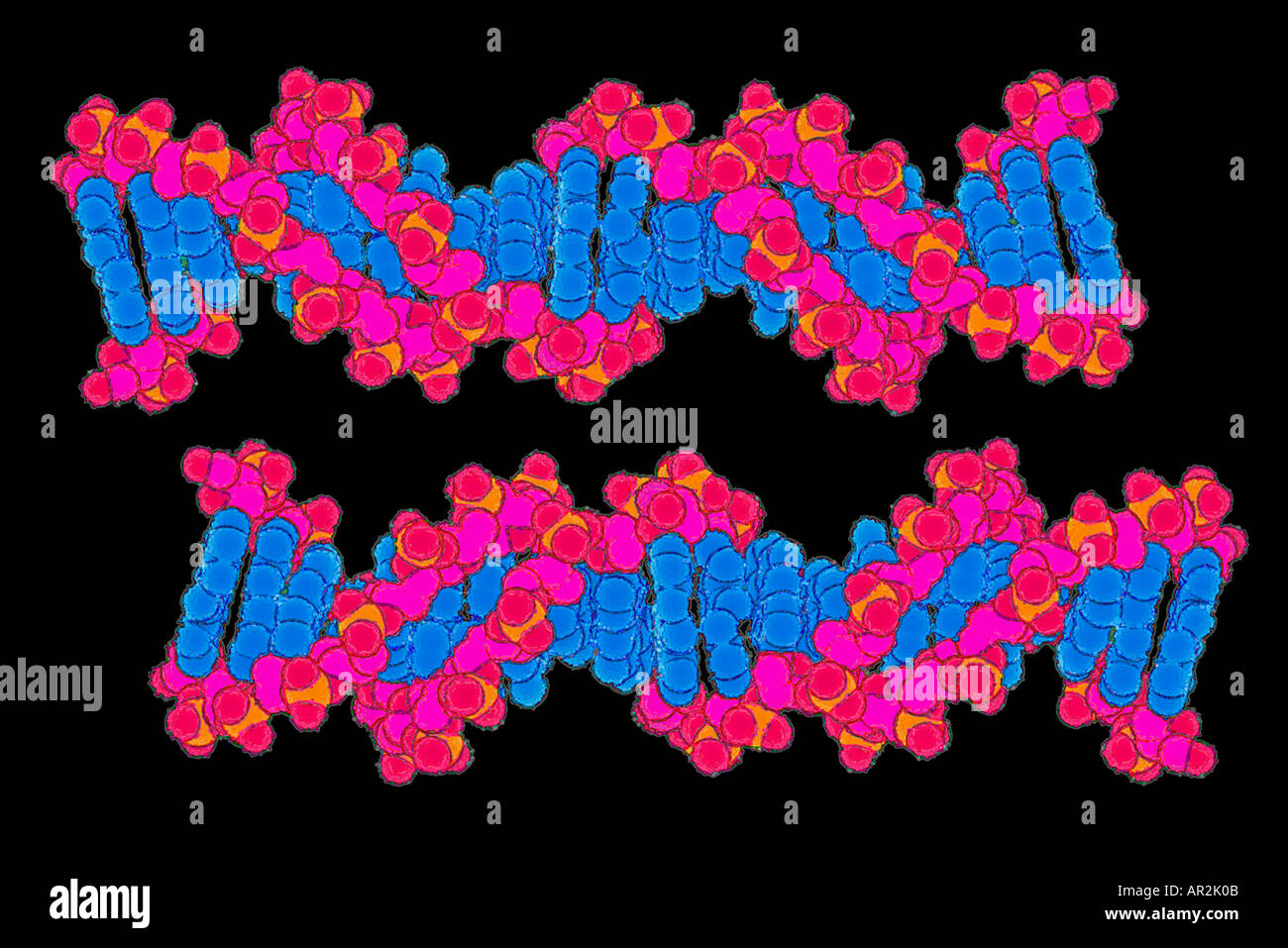 molecular model of a DNA molecule showing the base pairs in blue and ...
