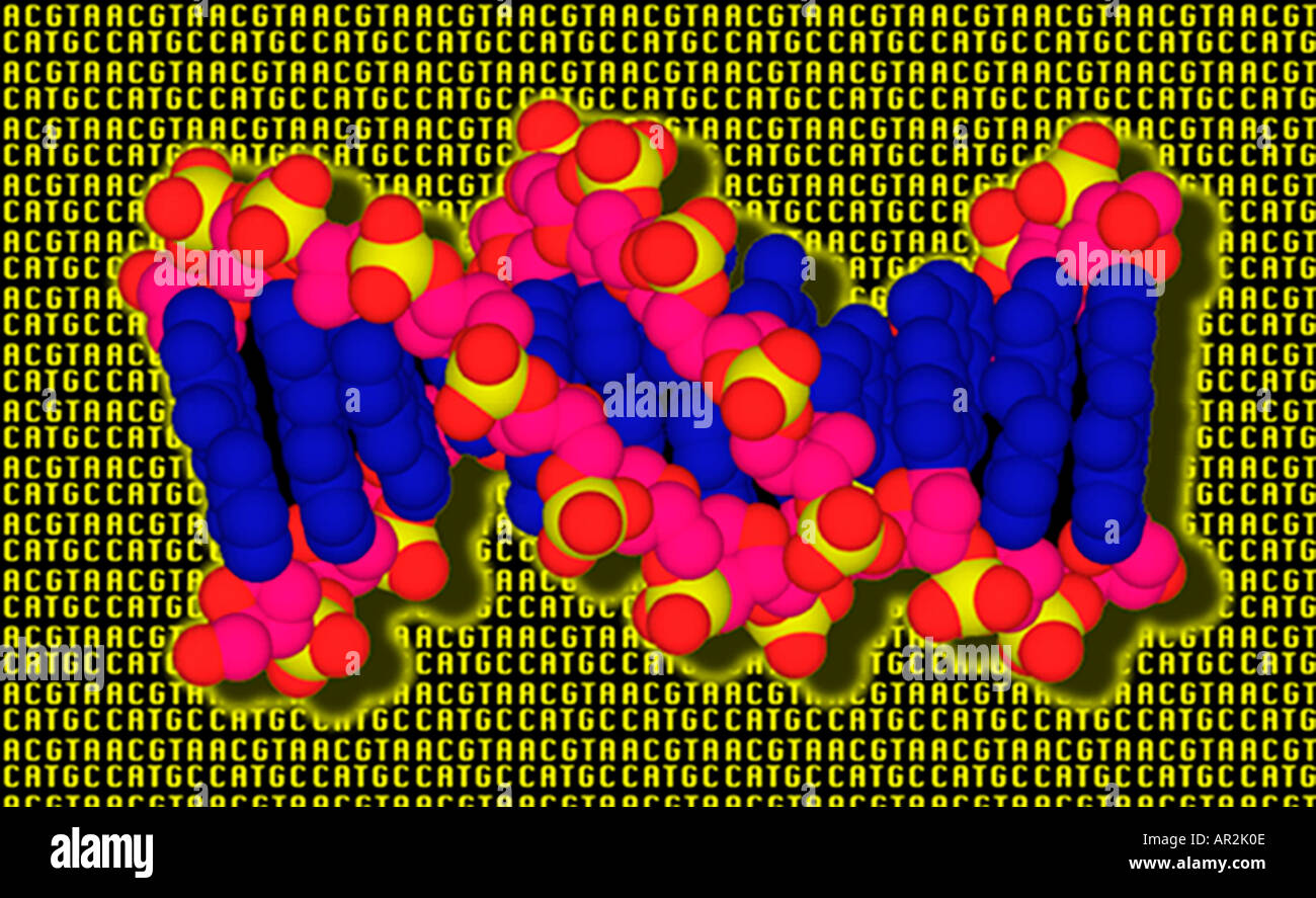molecular model of a DNA molecule showing the base pairs in blue and ...