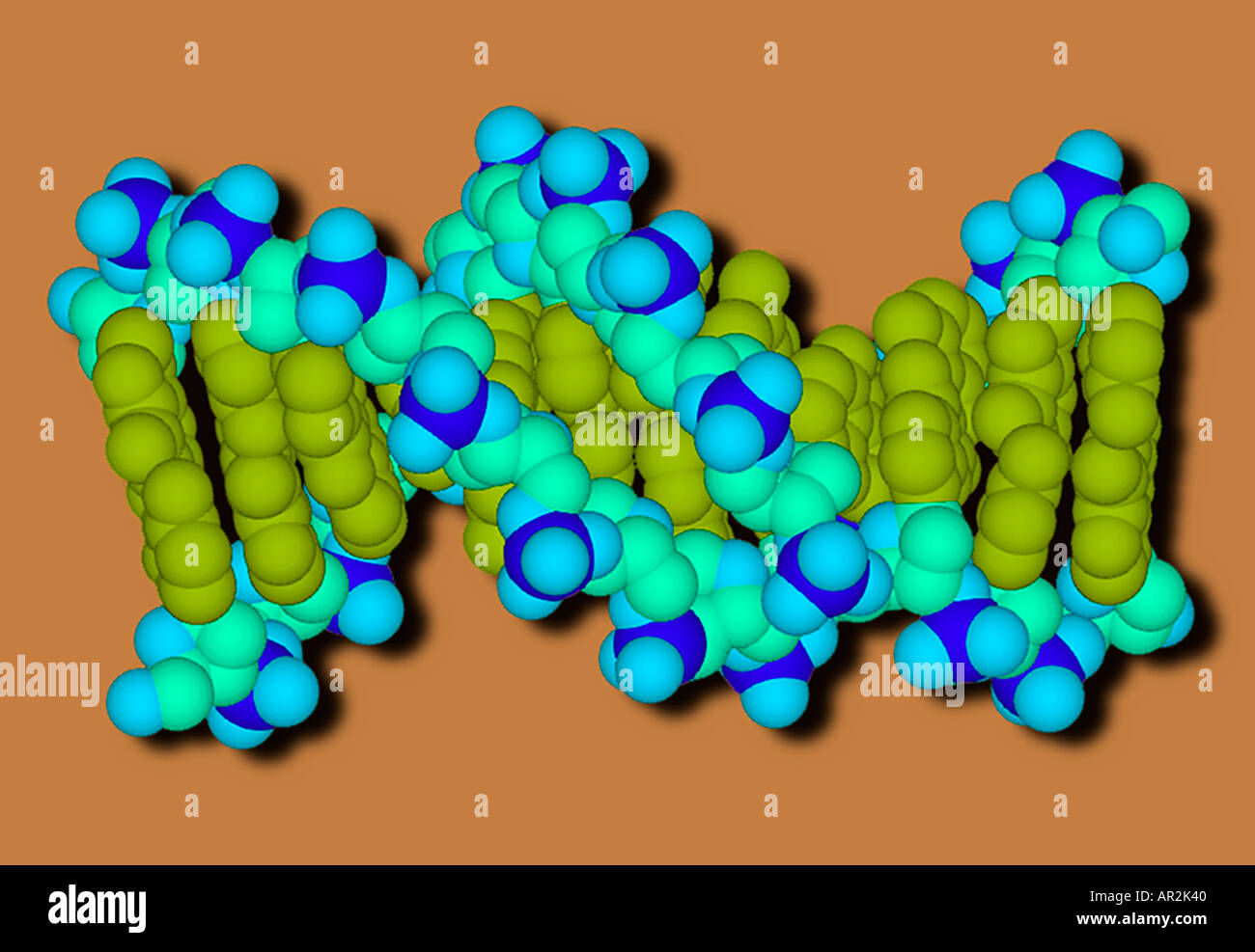 molecular model of a DNA molecule showing the base pairs in green and ...