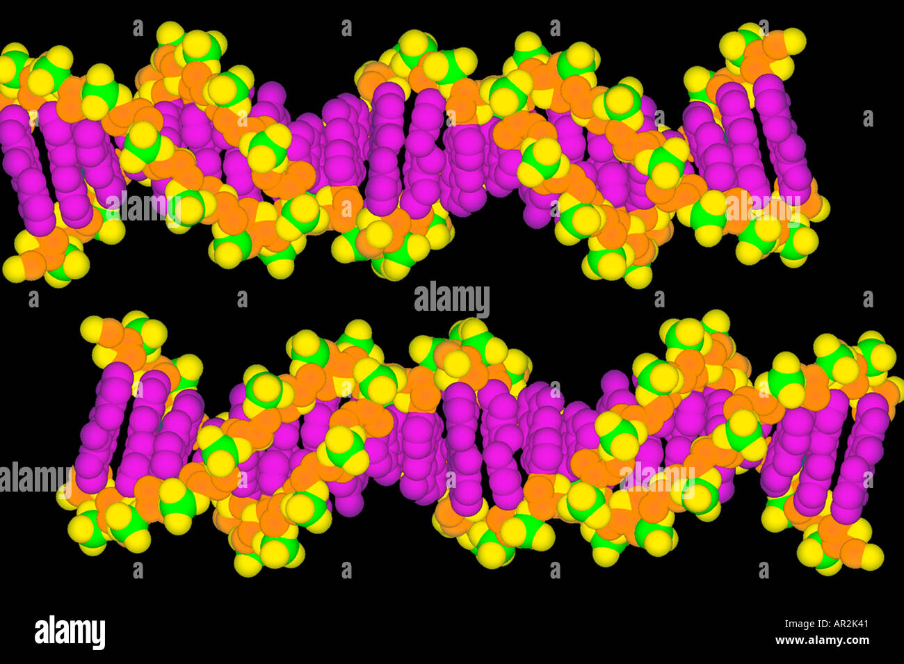 molecular model of a DNA molecule showing the base pairs in purple and ...