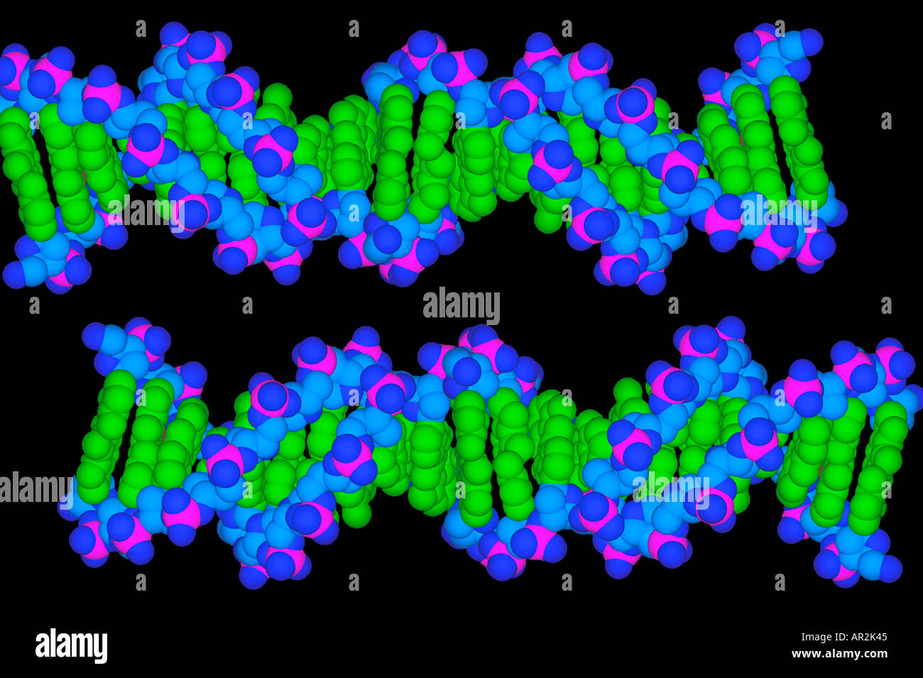 molecular model of a DNA molecule showing the base pairs in green and ...
