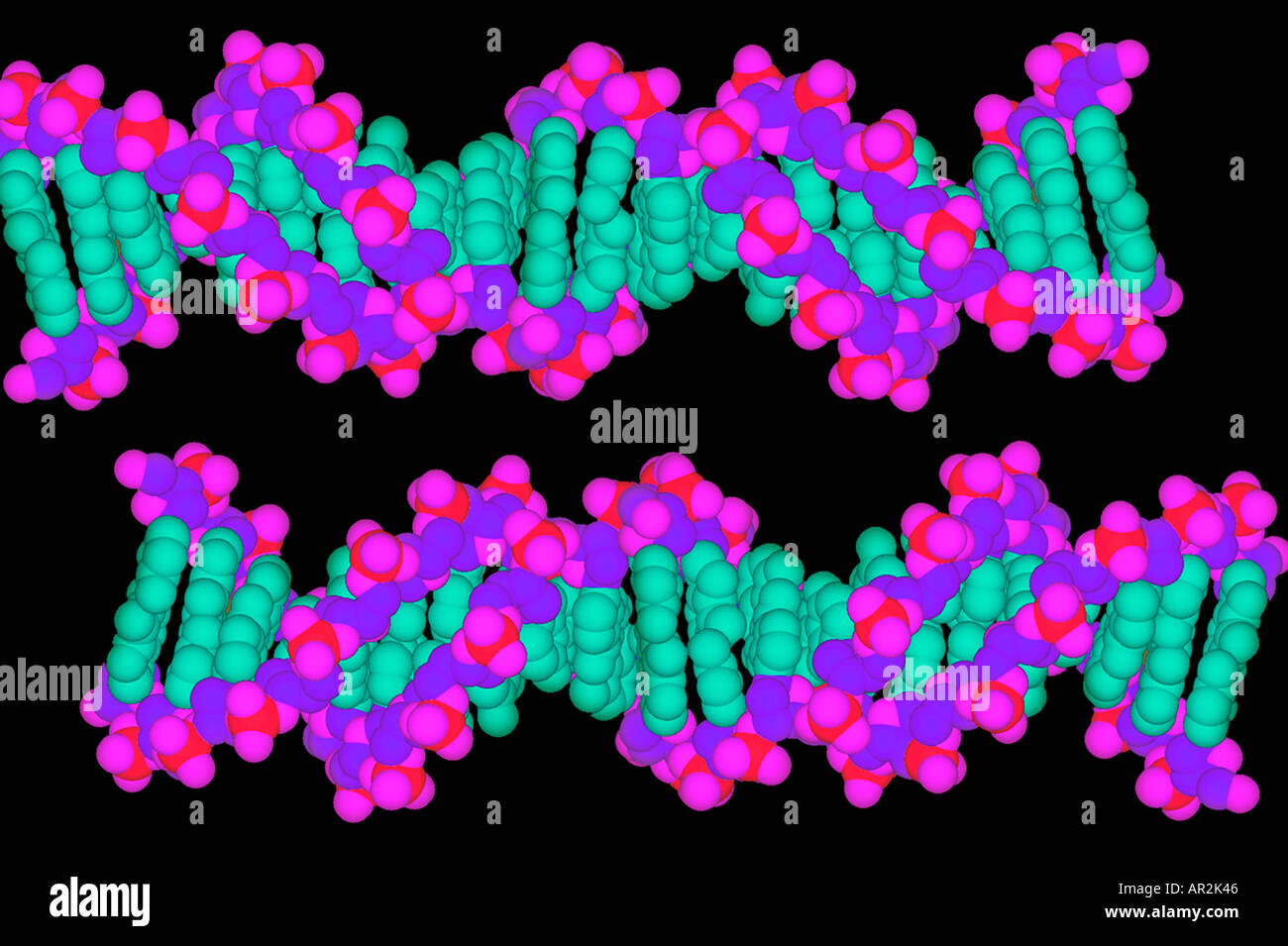 molecular model of a DNA molecule showing the base pairs in green and ...