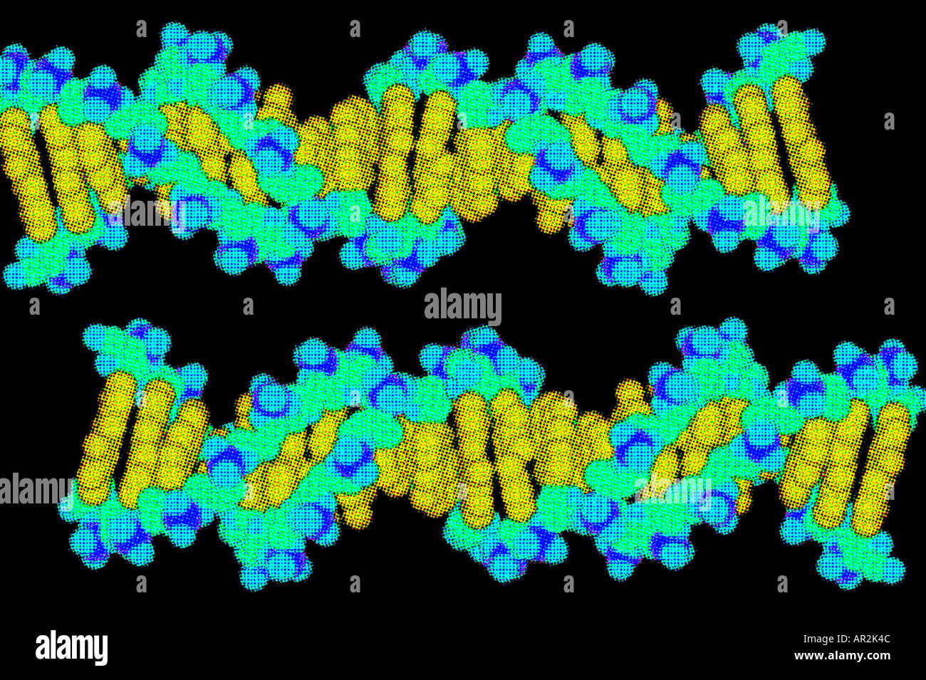 molecular model of a DNA molecule showing the base pairs in yellow and ...