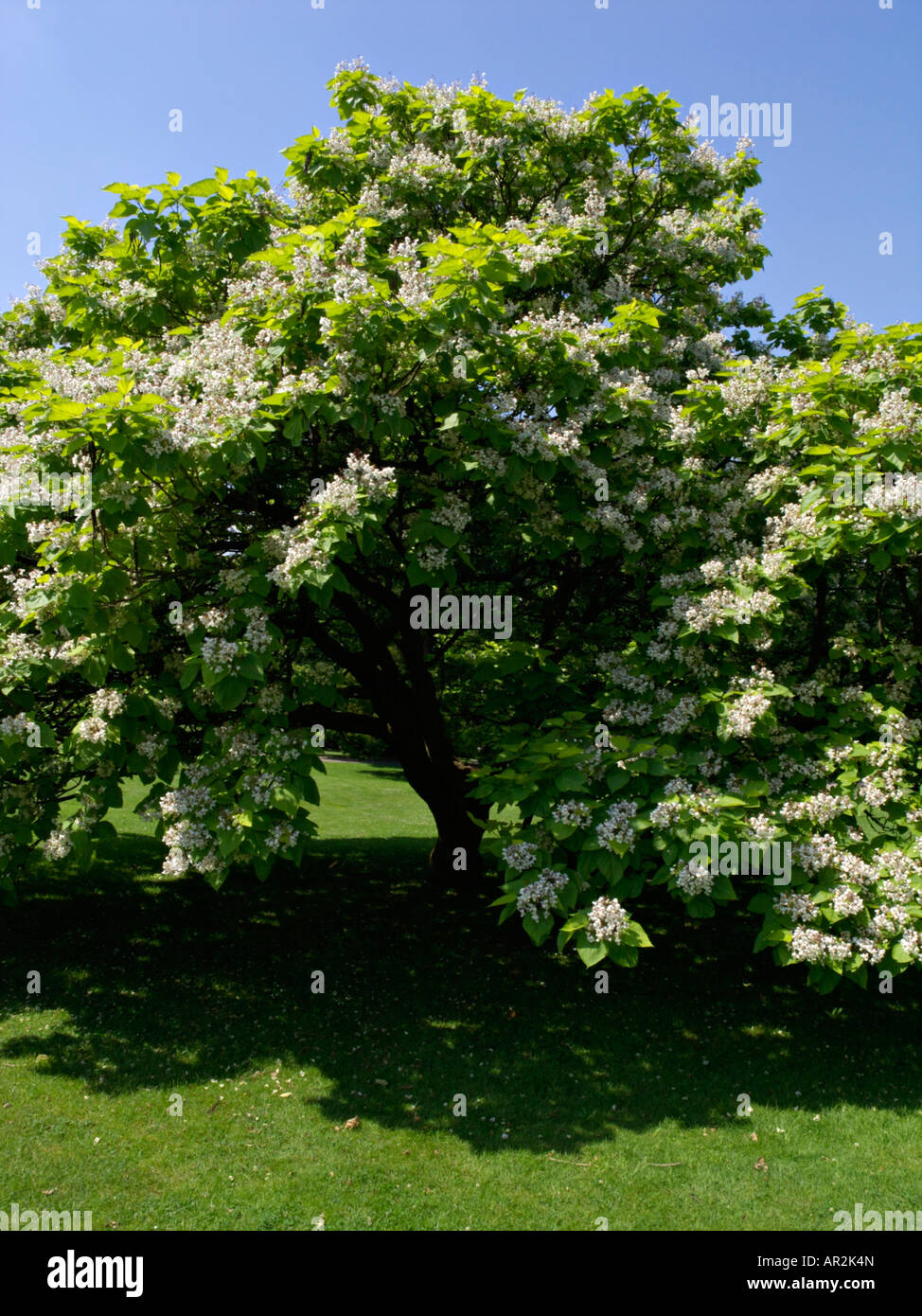 Southern catalpa (Catalpa bignonioides Stock Photo - Alamy