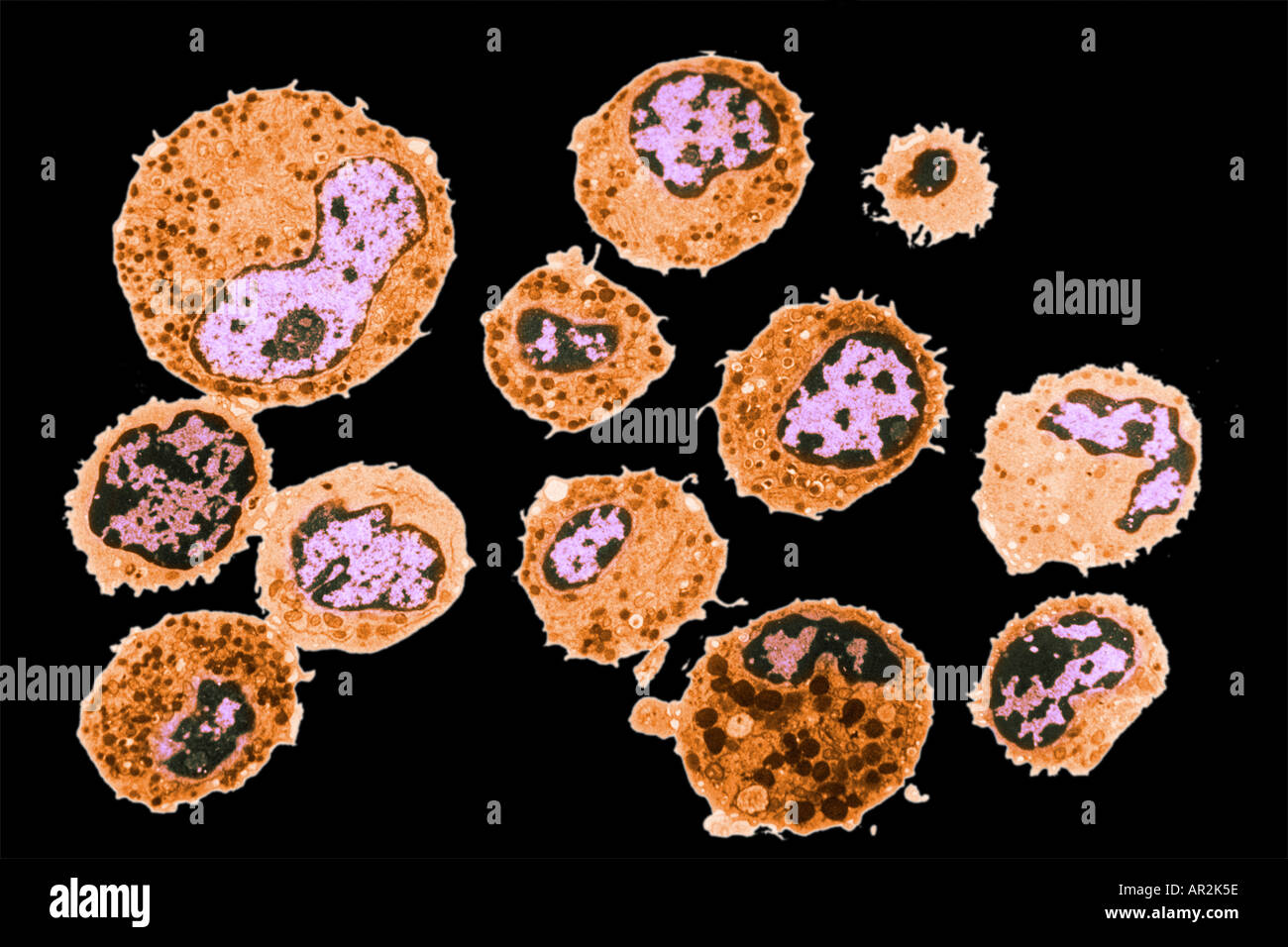 transmission electron micrograph image of human white blood cells Stock ...