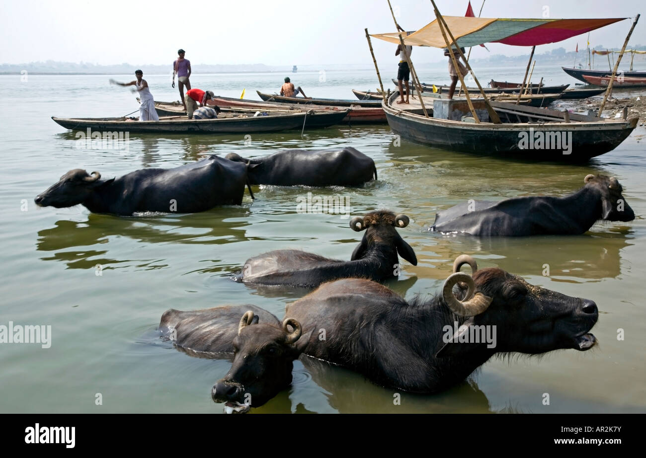 Buffaloes and boats. Shivala Ghat. Ganges river. Varanasi. India Stock ...