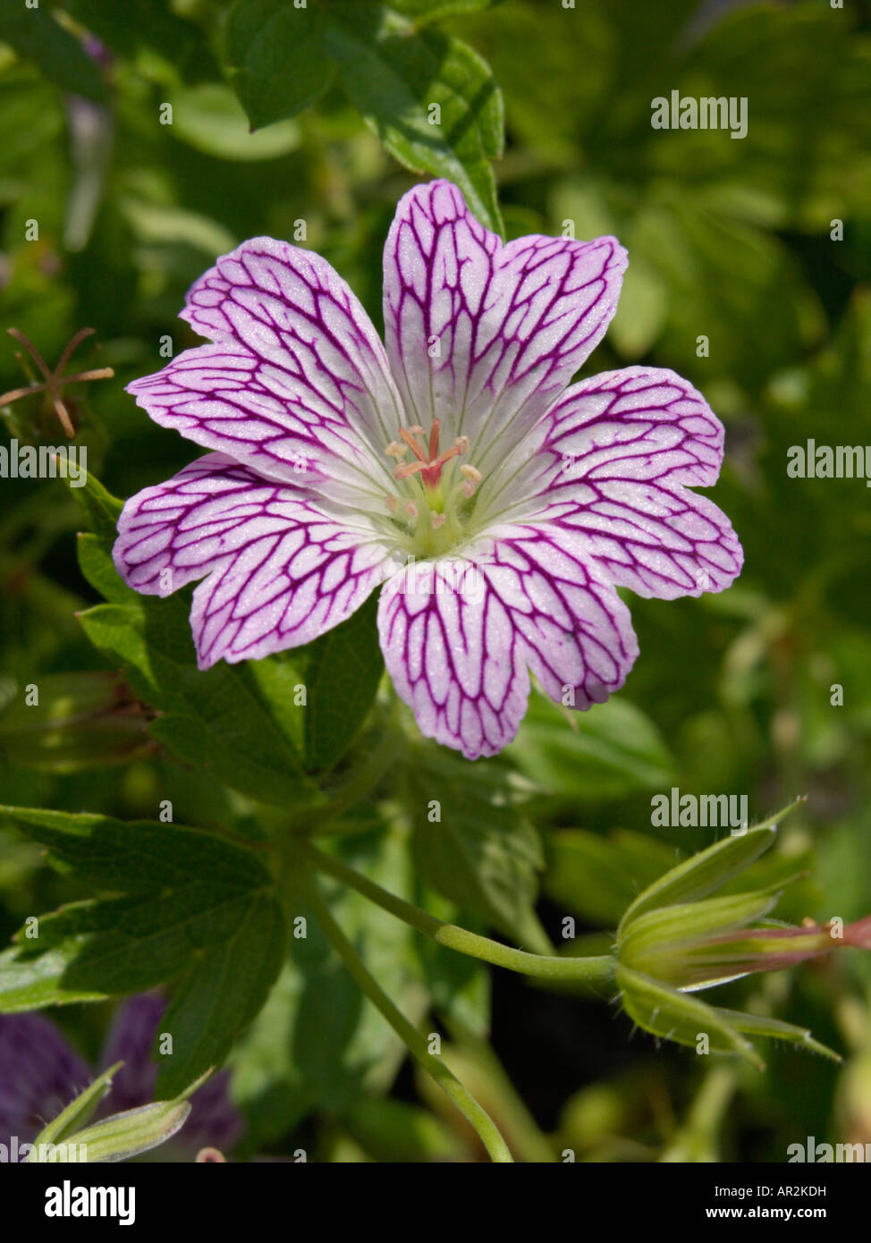Cranesbill (Geranium versicolor Stock Photo - Alamy