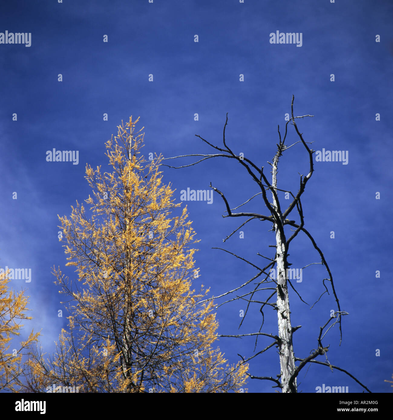 larch and dead tree in the Bargusin National Park at Leke Baikal ...
