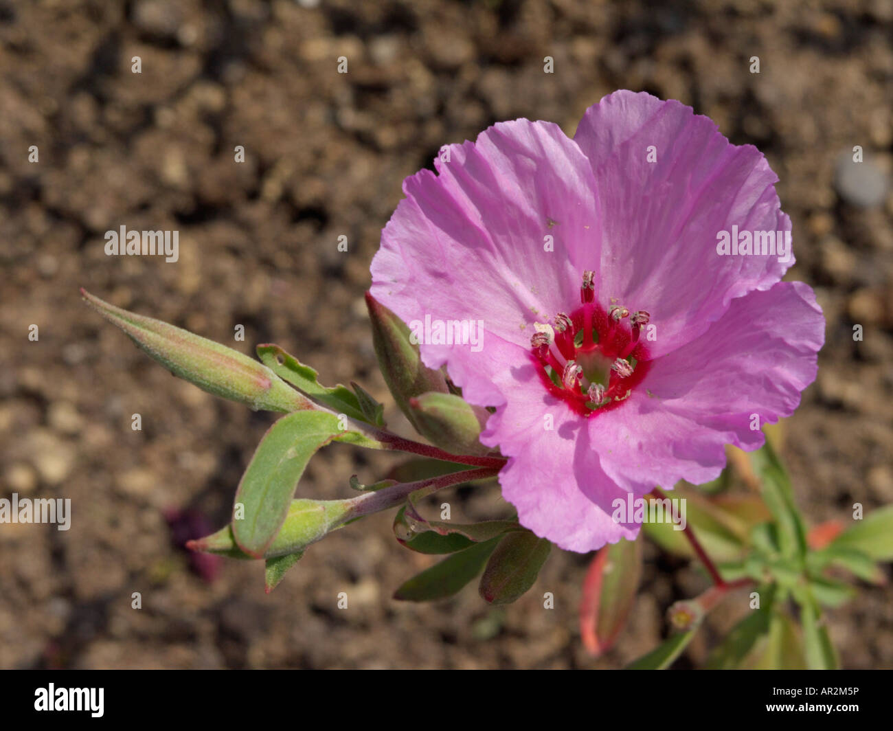 Farewell to spring (Clarkia amoena Stock Photo - Alamy