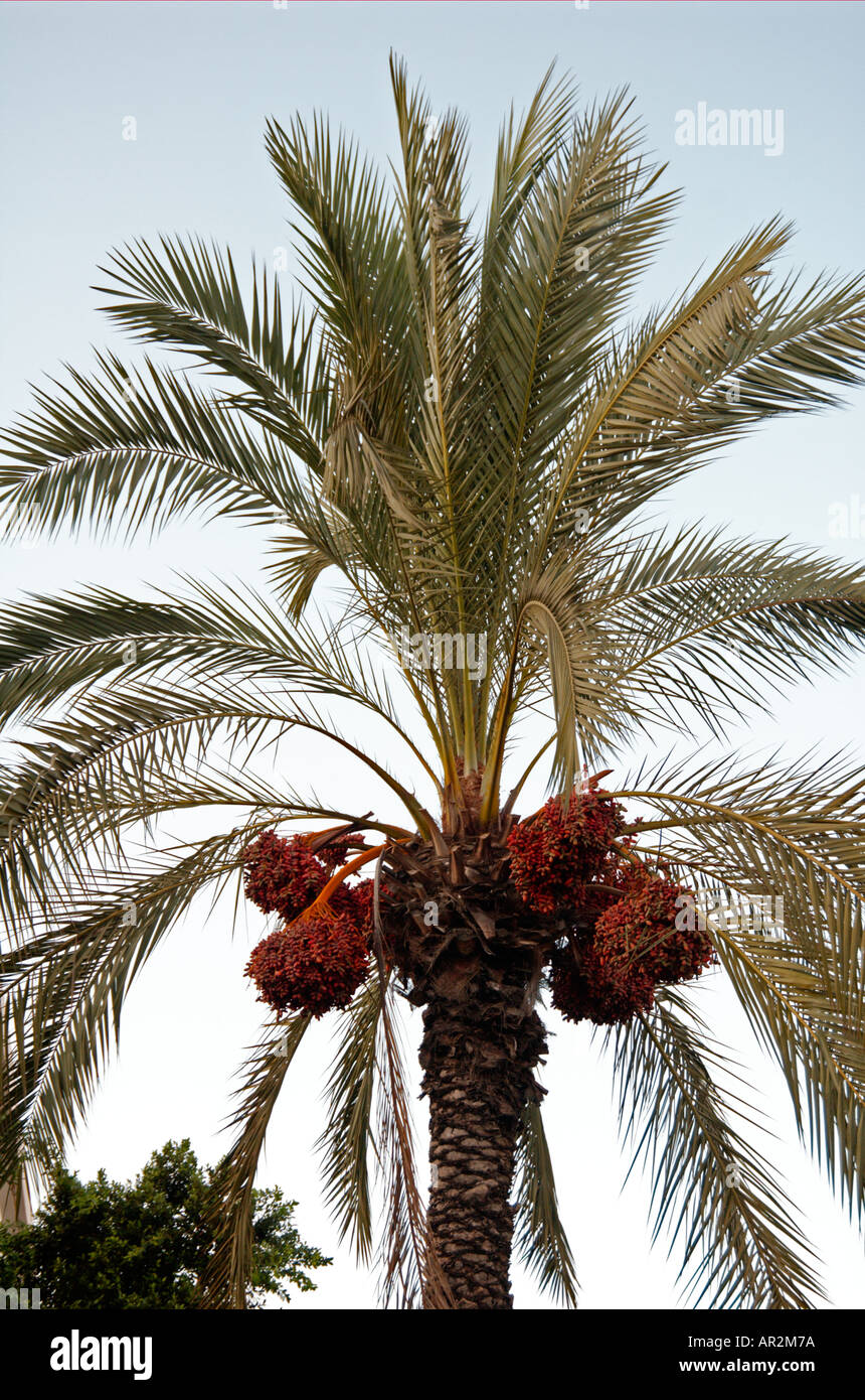 Date Palm Tree Israel Stock Photos & Date Palm Tree Israel Stock Images ...