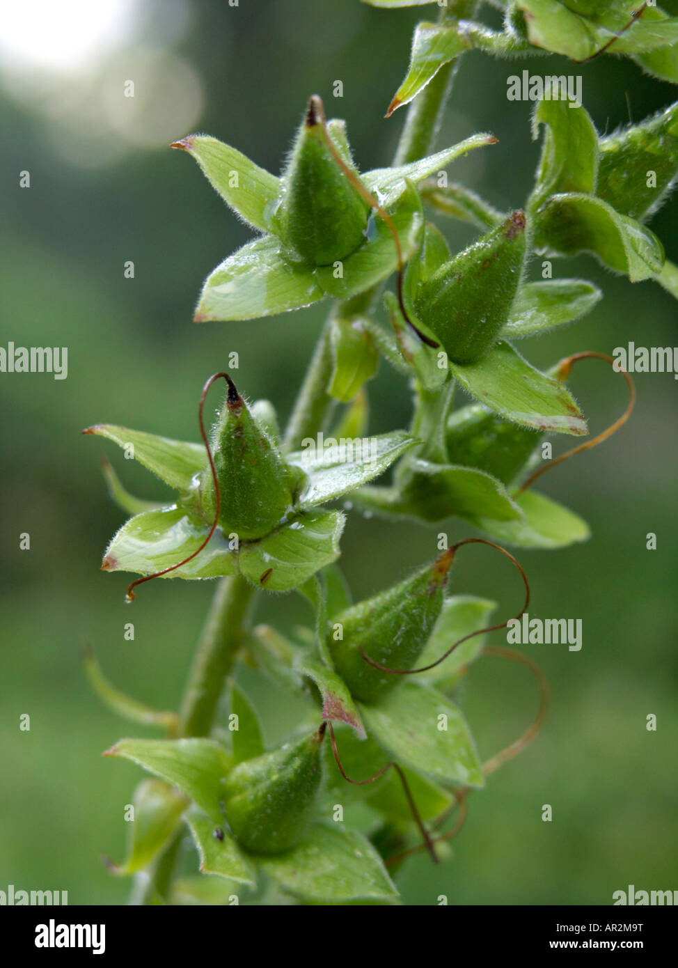 Purple common foxglove plant hi-res stock photography and images - Alamy