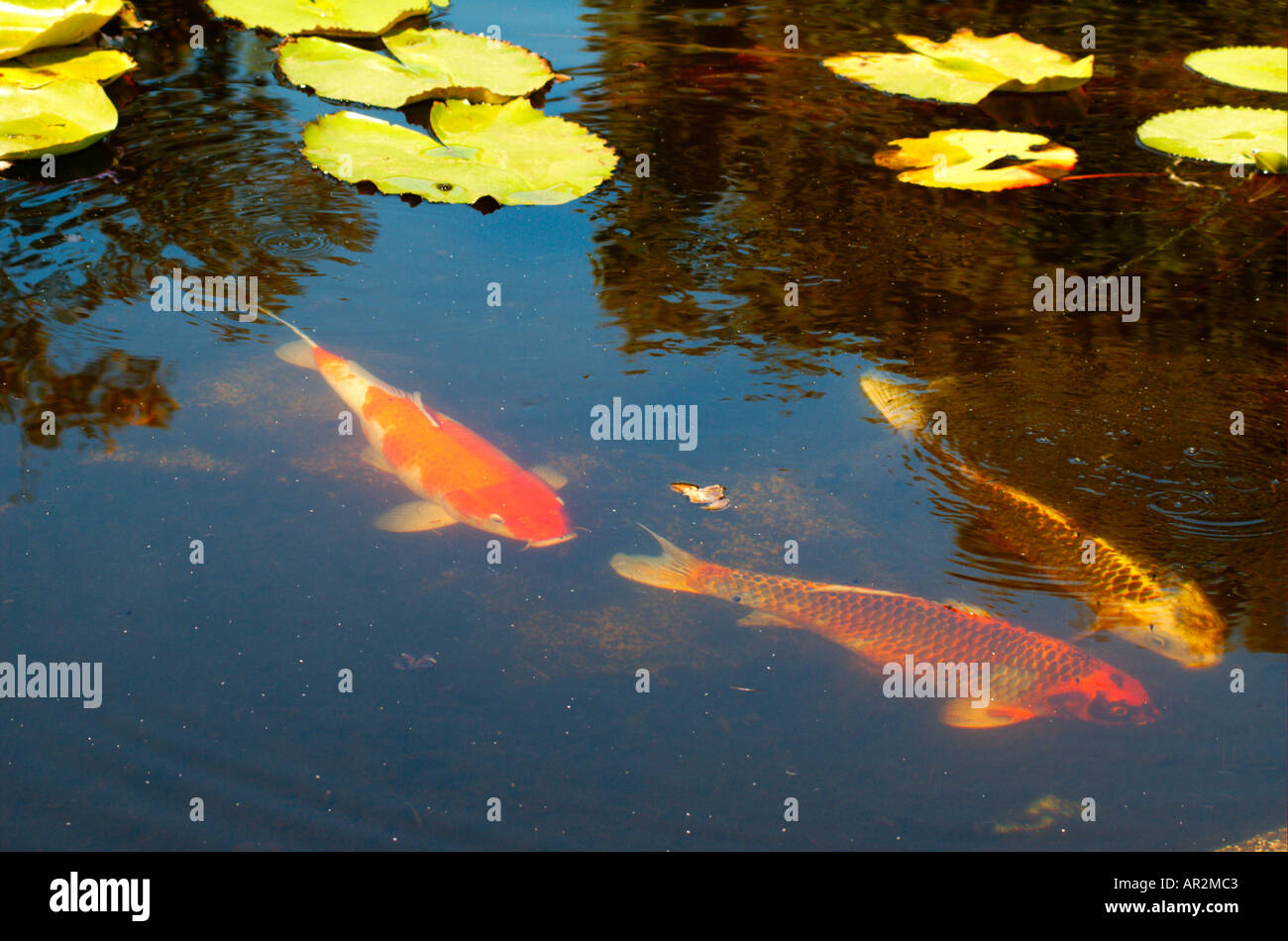 Three gold fish hi-res stock photography and images - Alamy