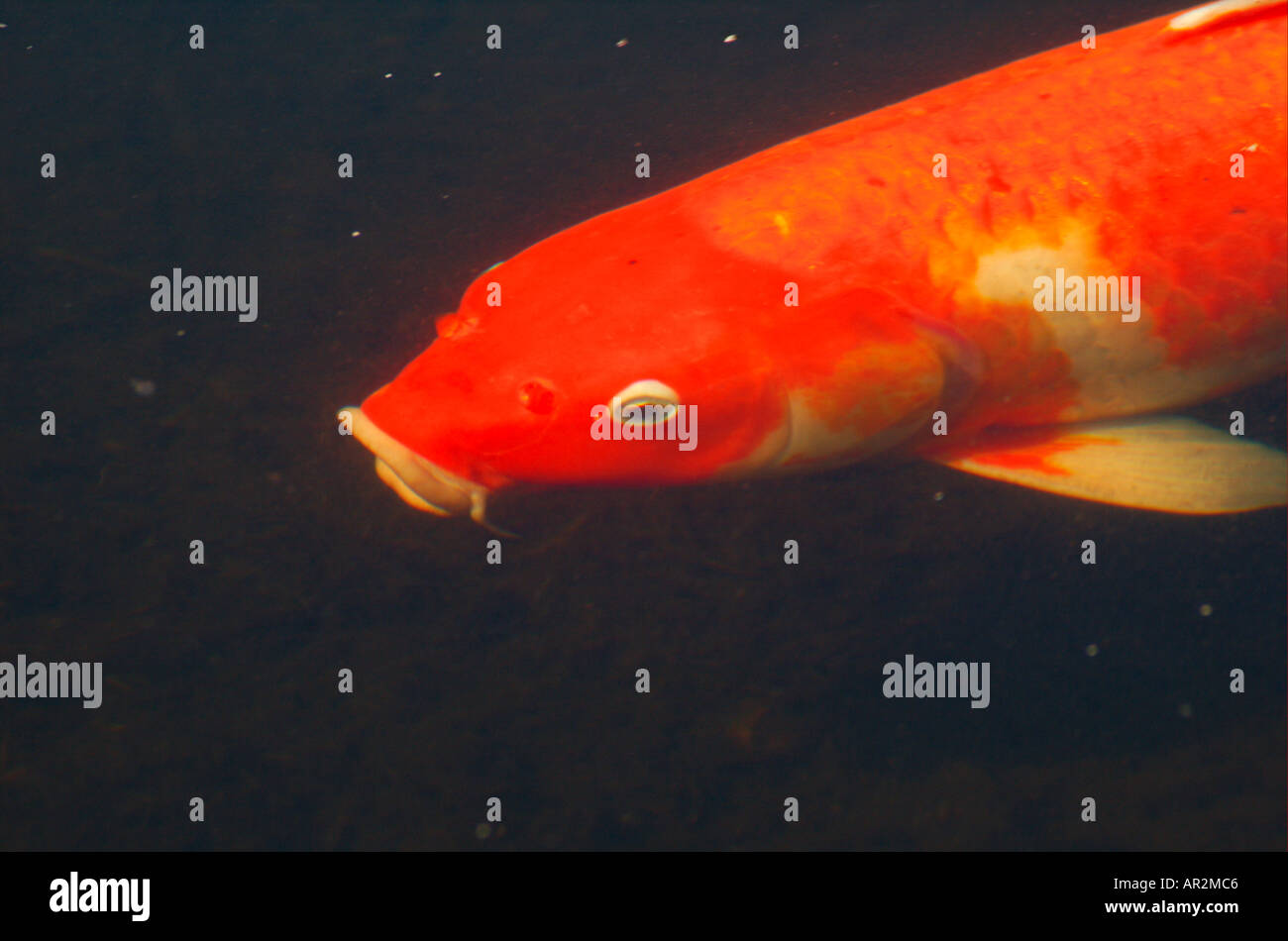 Gold sole hi-res stock photography and images - Alamy