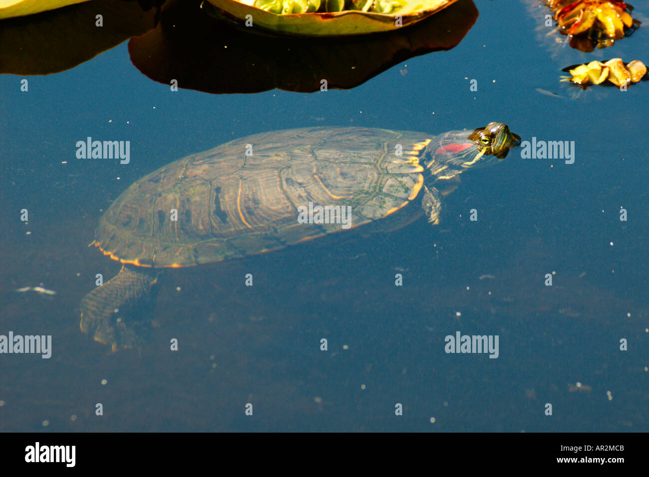 A water turtle in a pond Stock Photo - Alamy